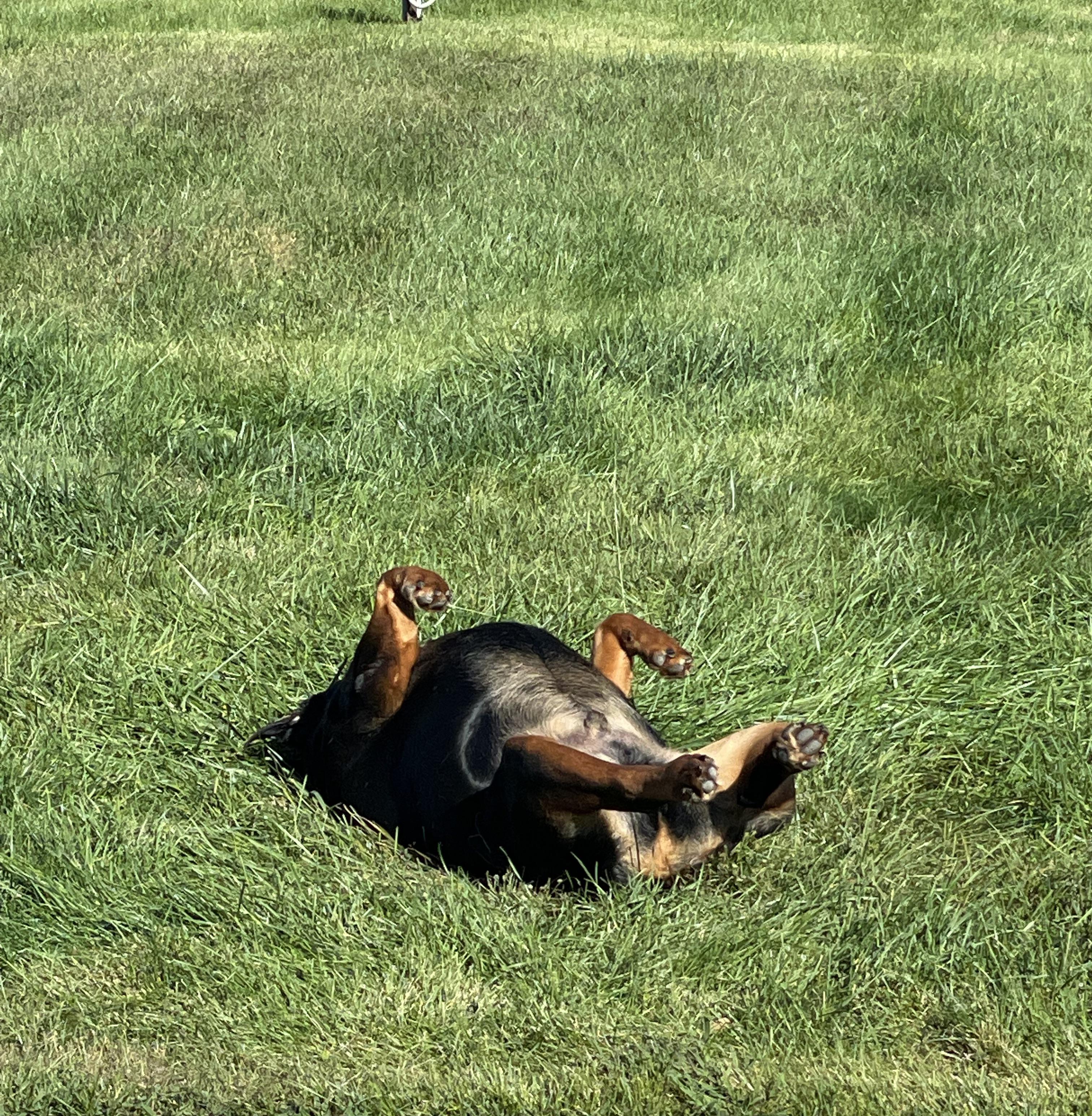 casual nap in the grass | Scrolller