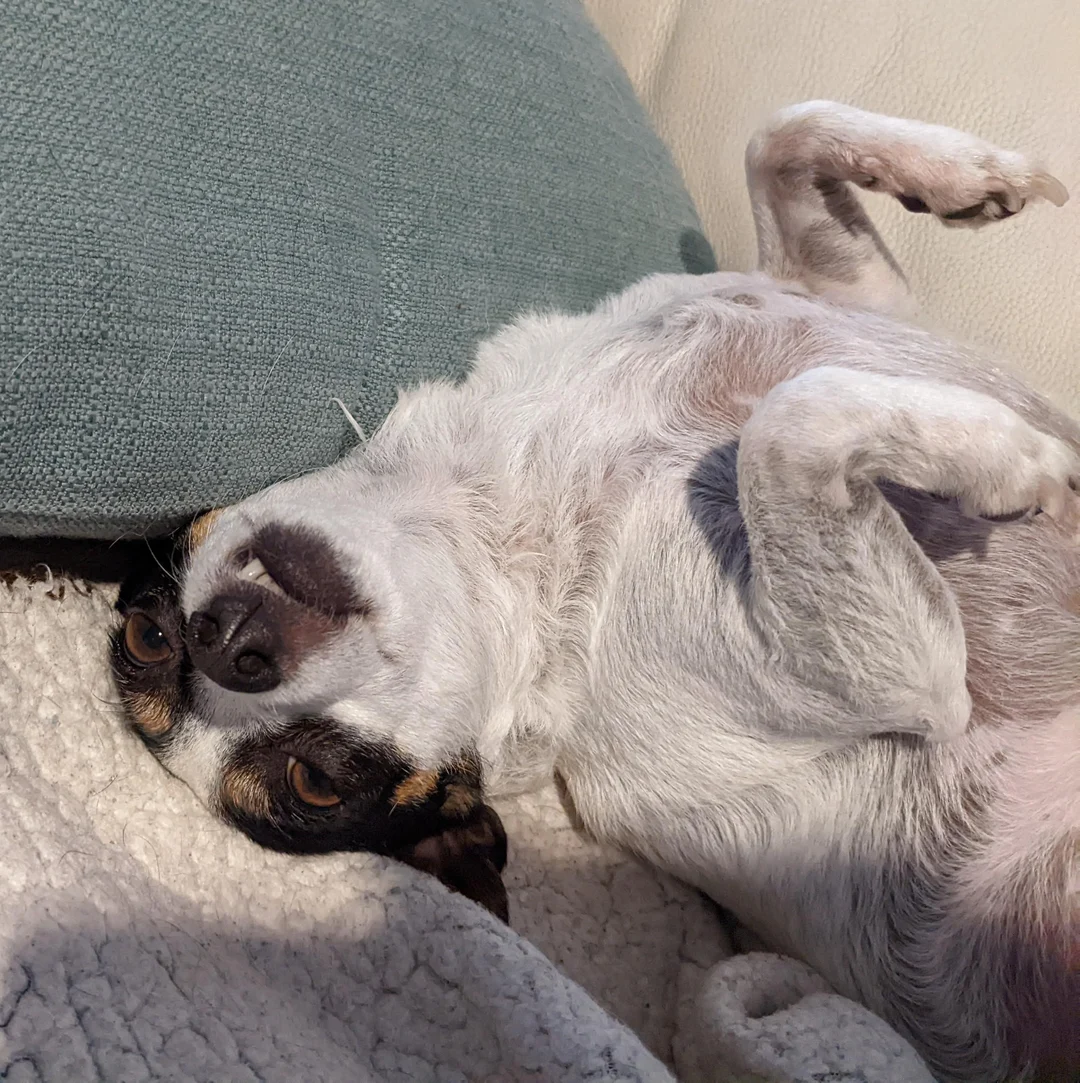 reboot of dog.exe required | Scrolller