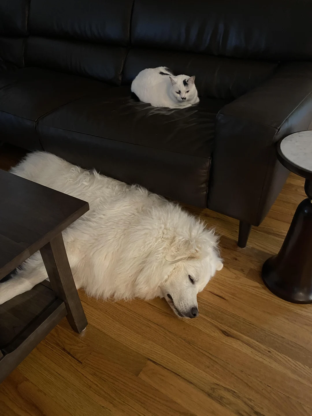 Discover more like Catloaf: Couch loaf is not sure about floor flat bread and Related Content ...
