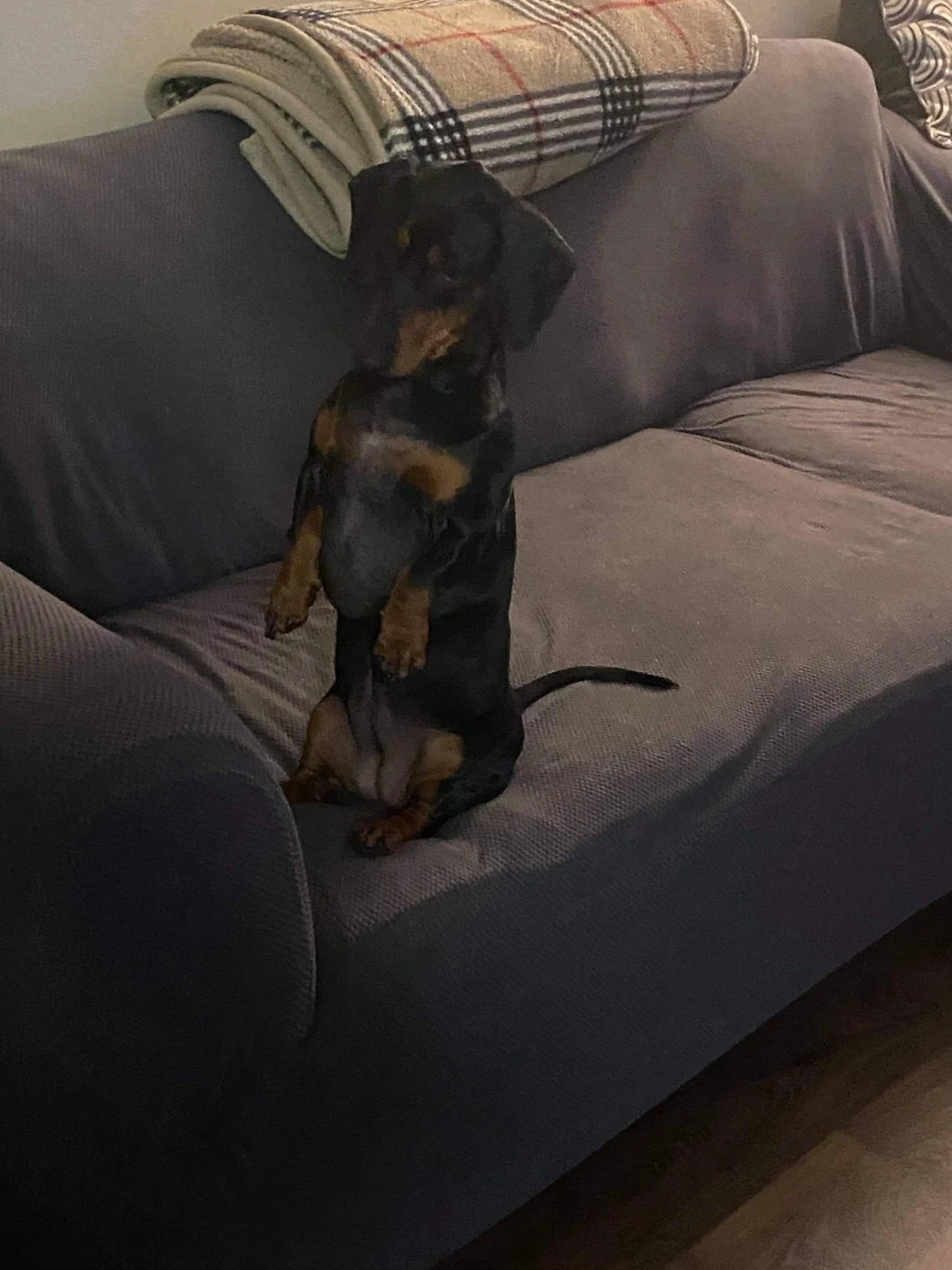 Fully erect Weiner (I’m sorry) | Scrolller