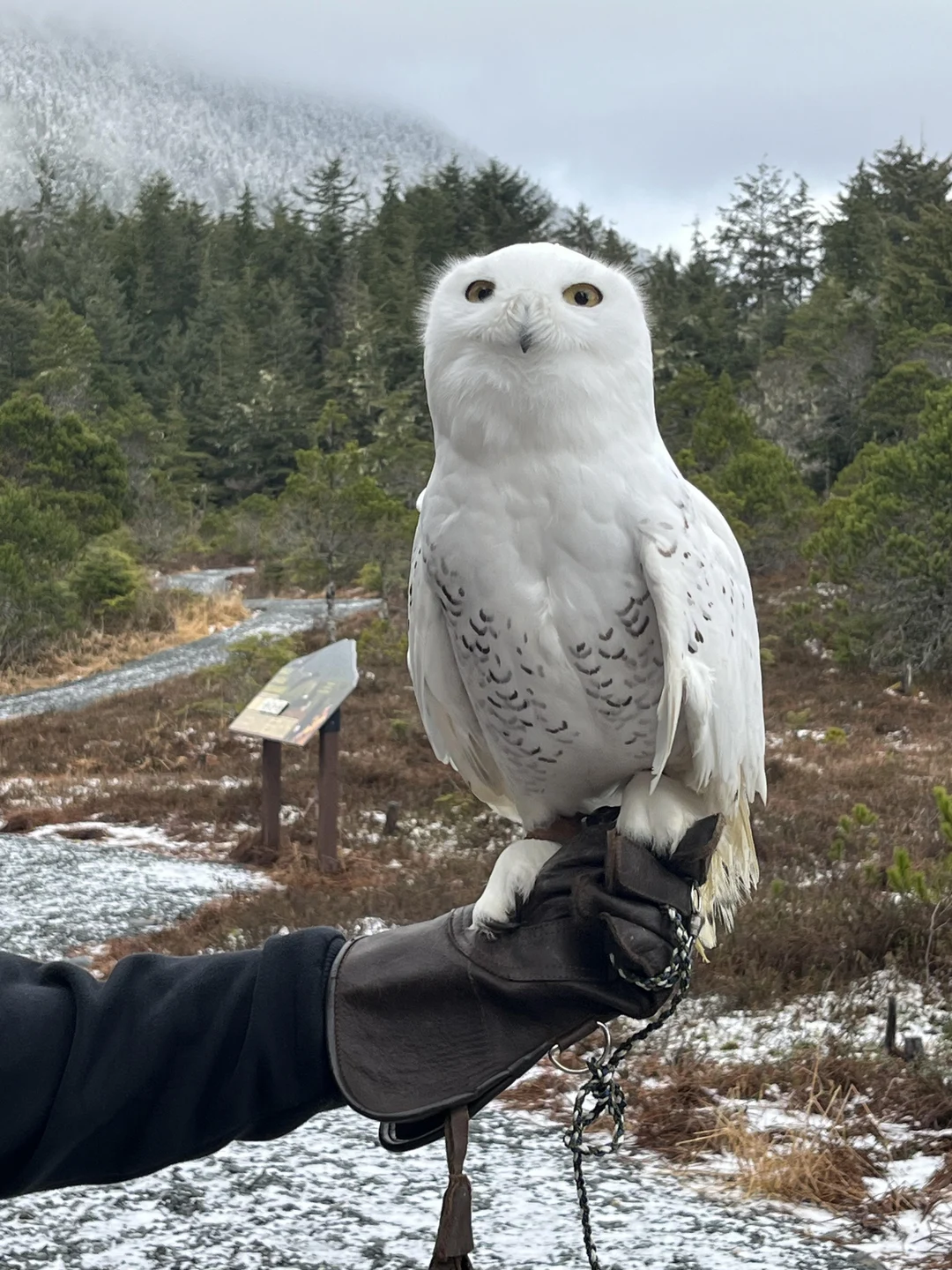 Snowy Owl | Scrolller