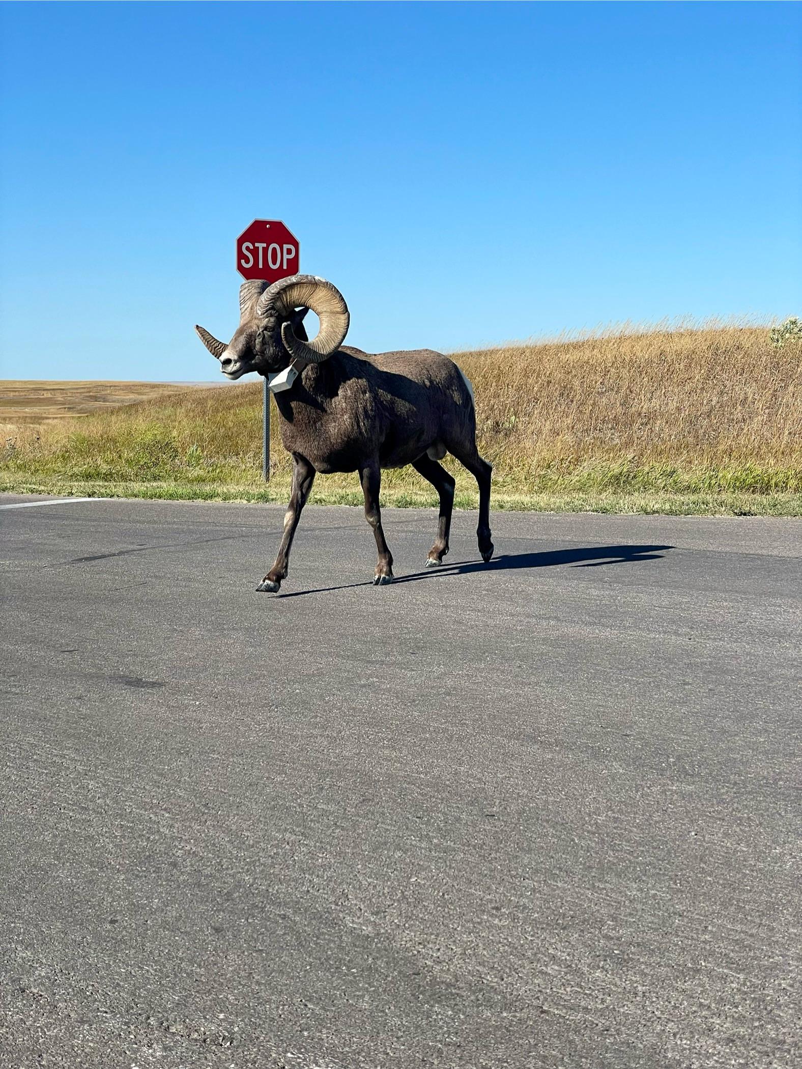 Damn stop sign… | Scrolller