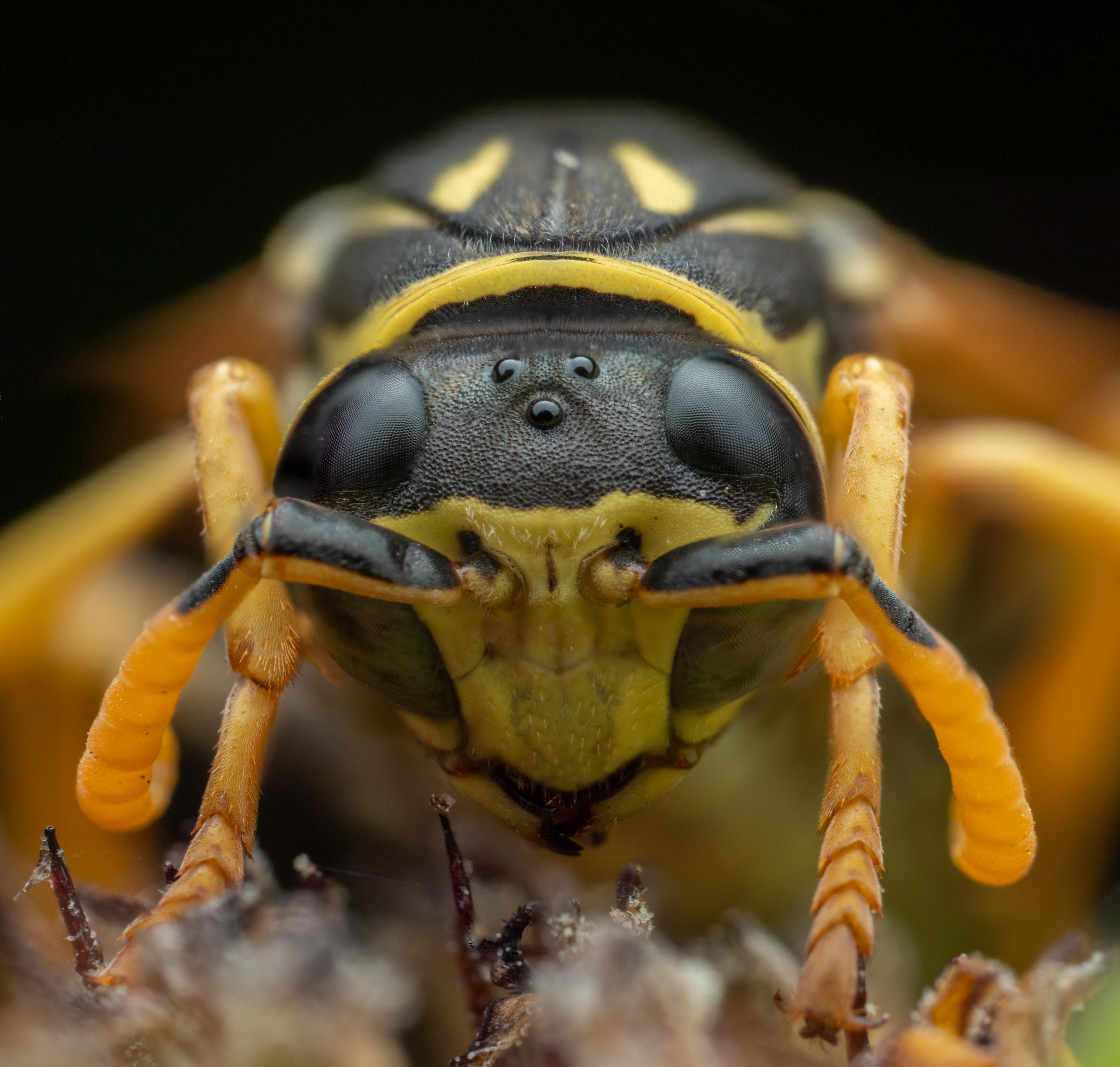 Paper Wasp | Scrolller