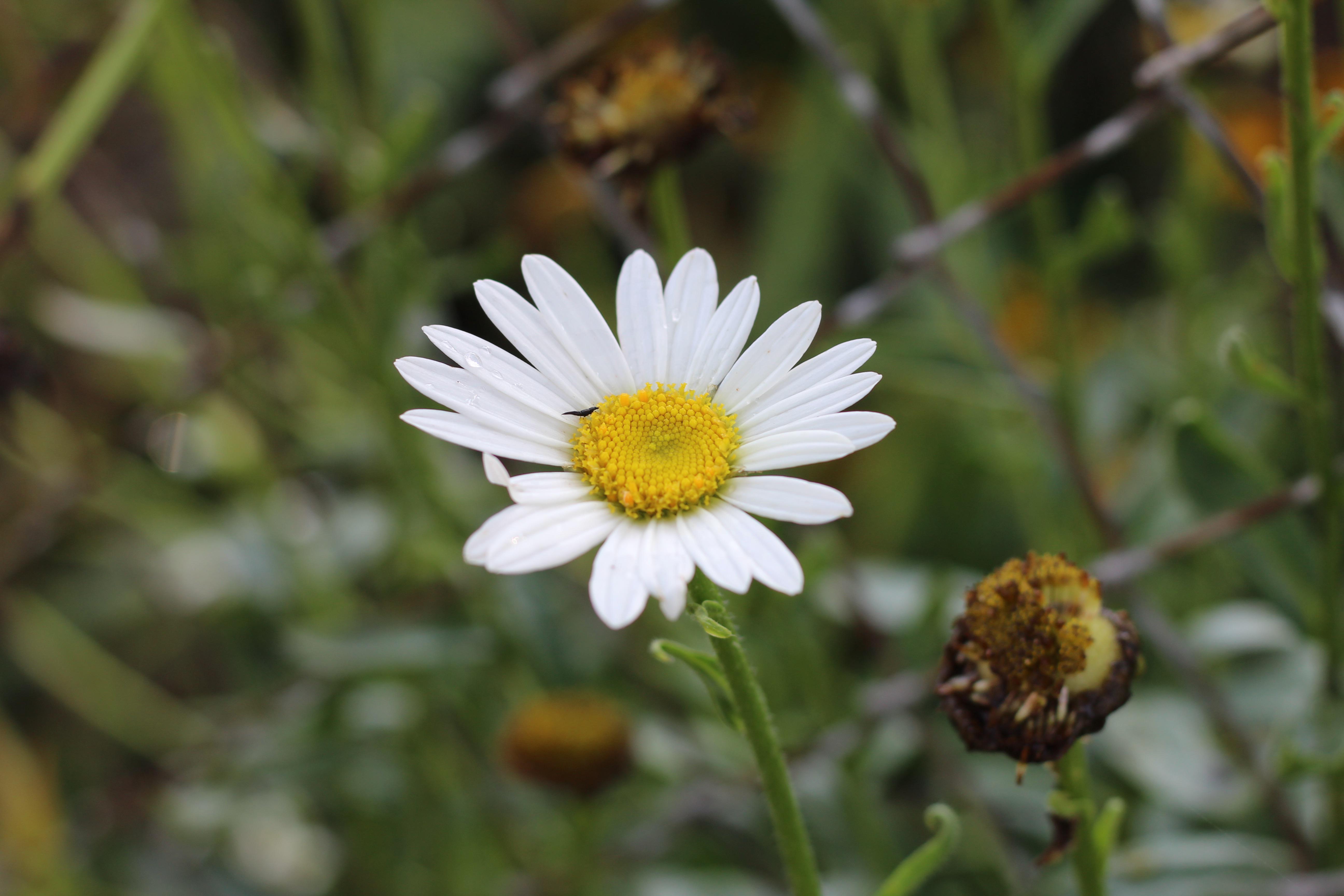 Shot this with my EOS 4,000D with a 50mm f1.8 | Scrolller