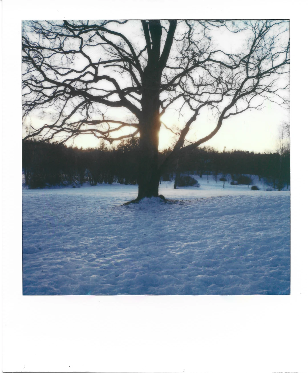 Converted SX-70 | Scrolller