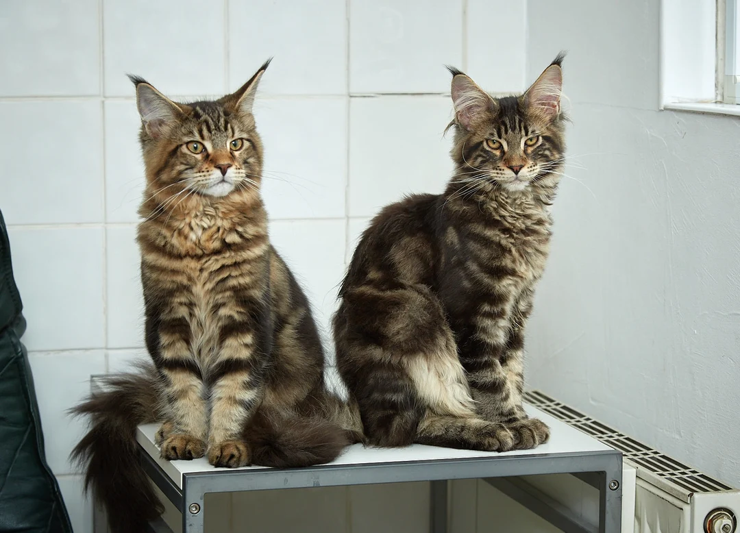 my kittens | Scrolller