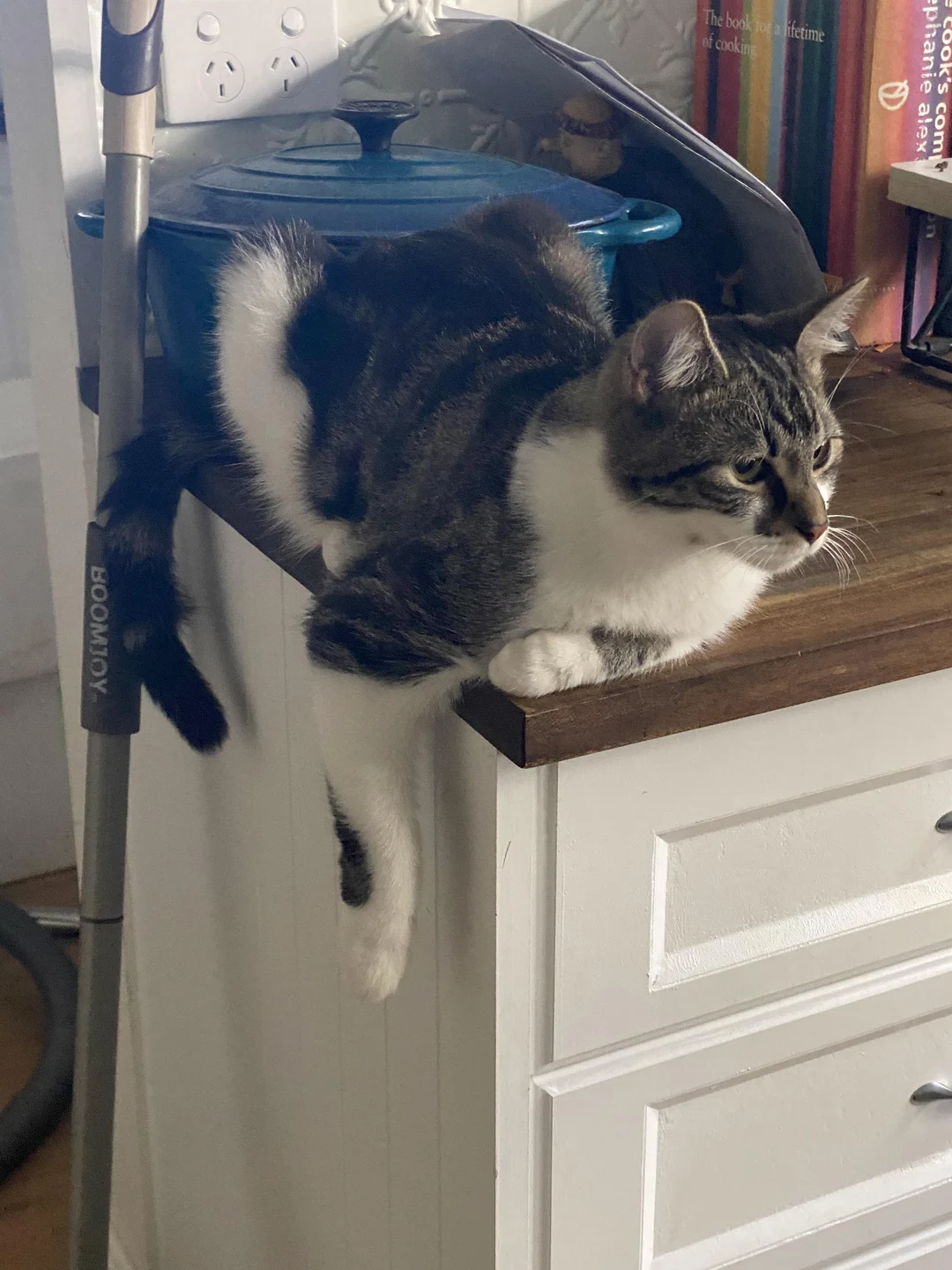 Paw and tail off the side, mediocre loaf | Scrolller