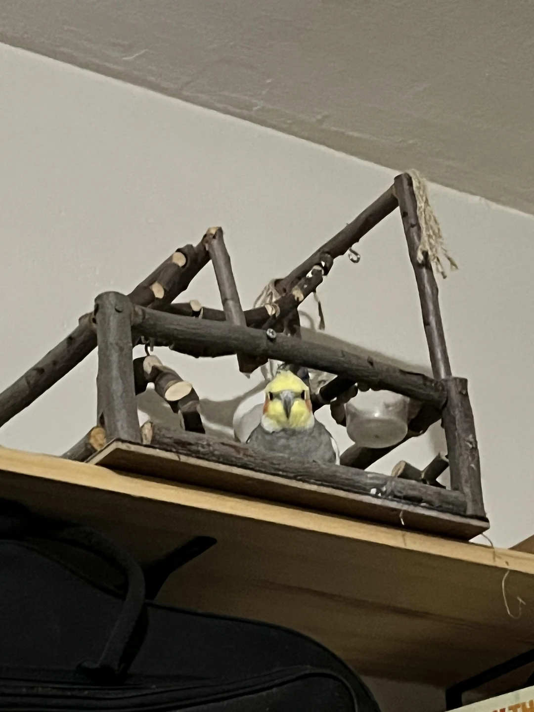 “Go away mom, this is my fort. No humans allowed!” | Scrolller