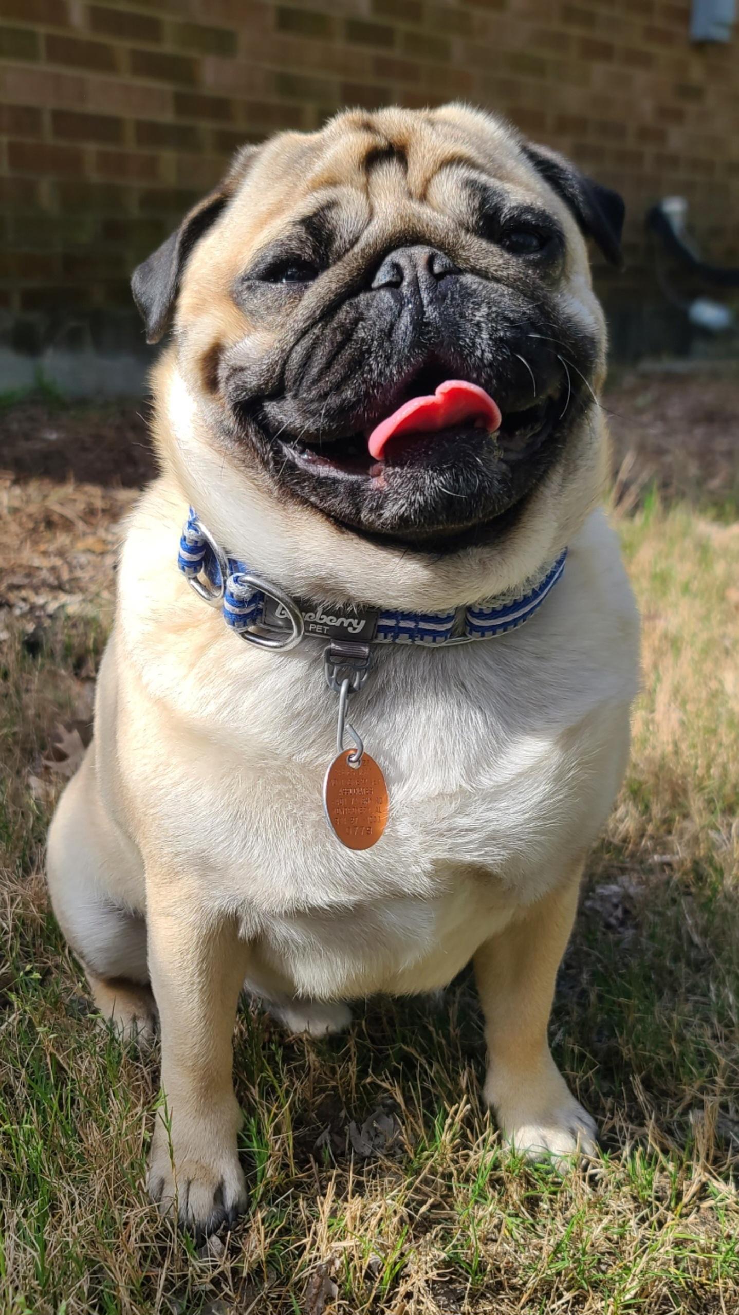 Photogenic pug | Scrolller