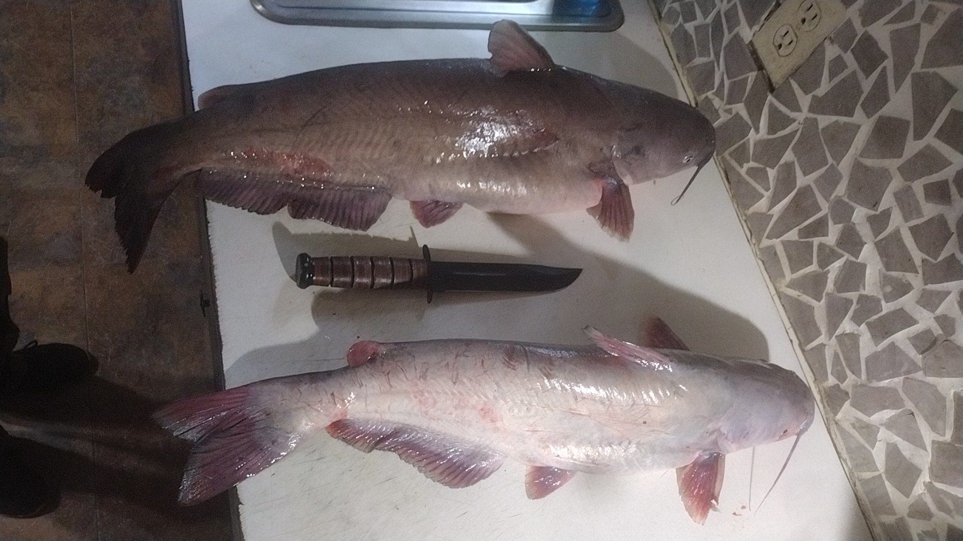 Just got these two catfish this morning! | Scrolller