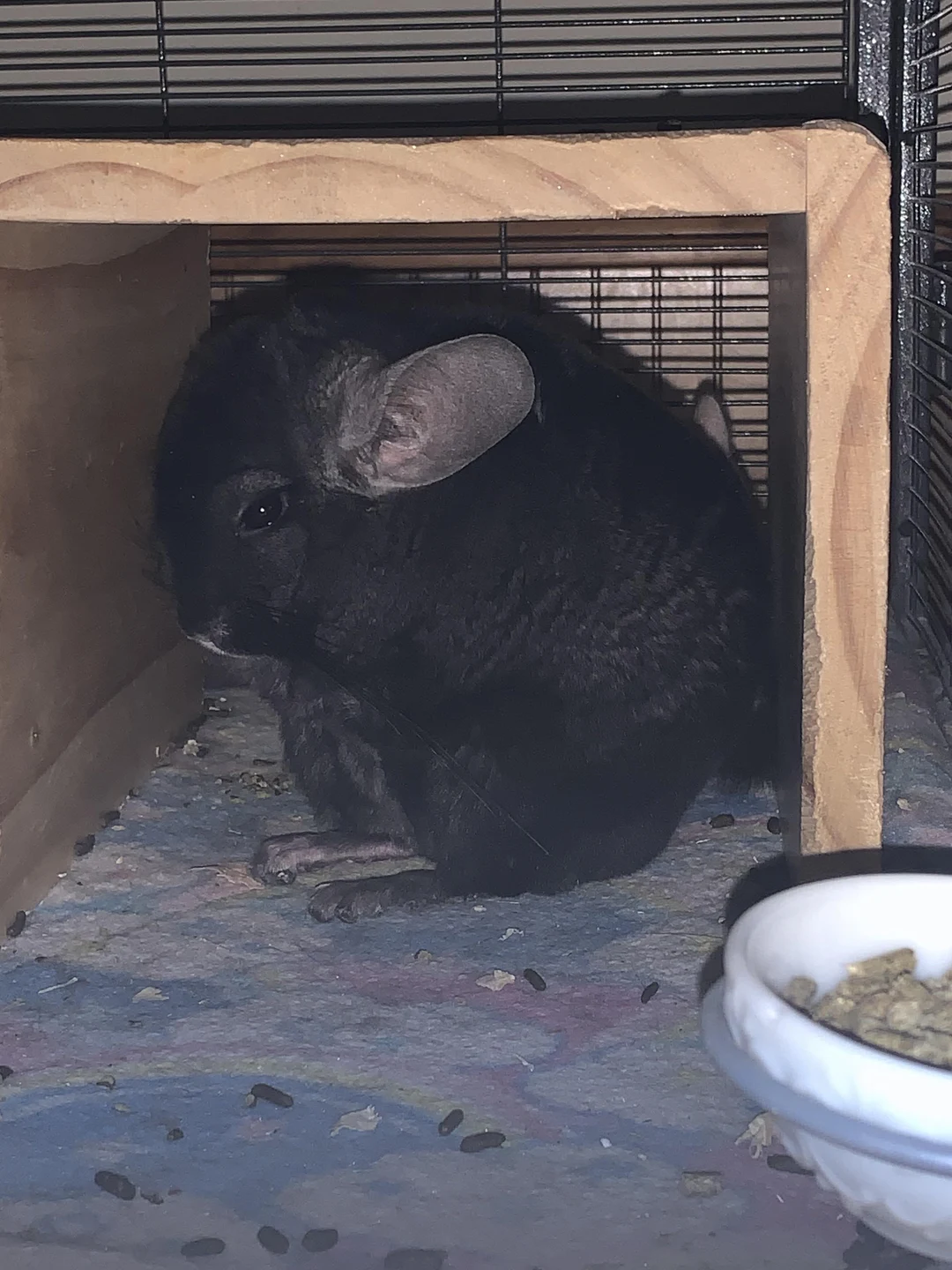 My little cryptid scheming | Scrolller