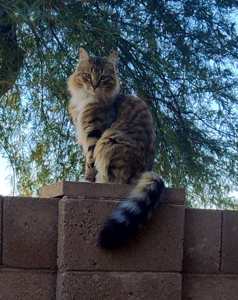 Miles is very distinguished. | Scrolller