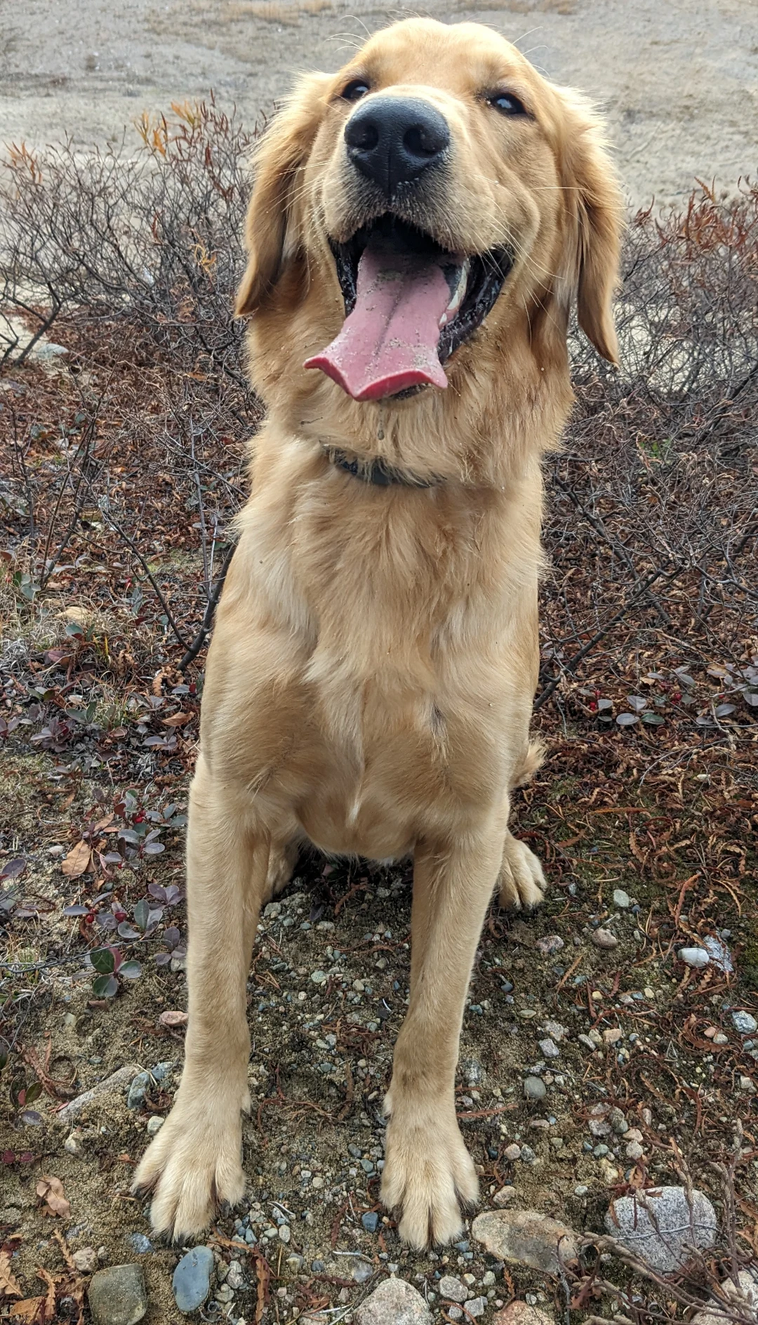 Copper knows that he's handsome. | Scrolller