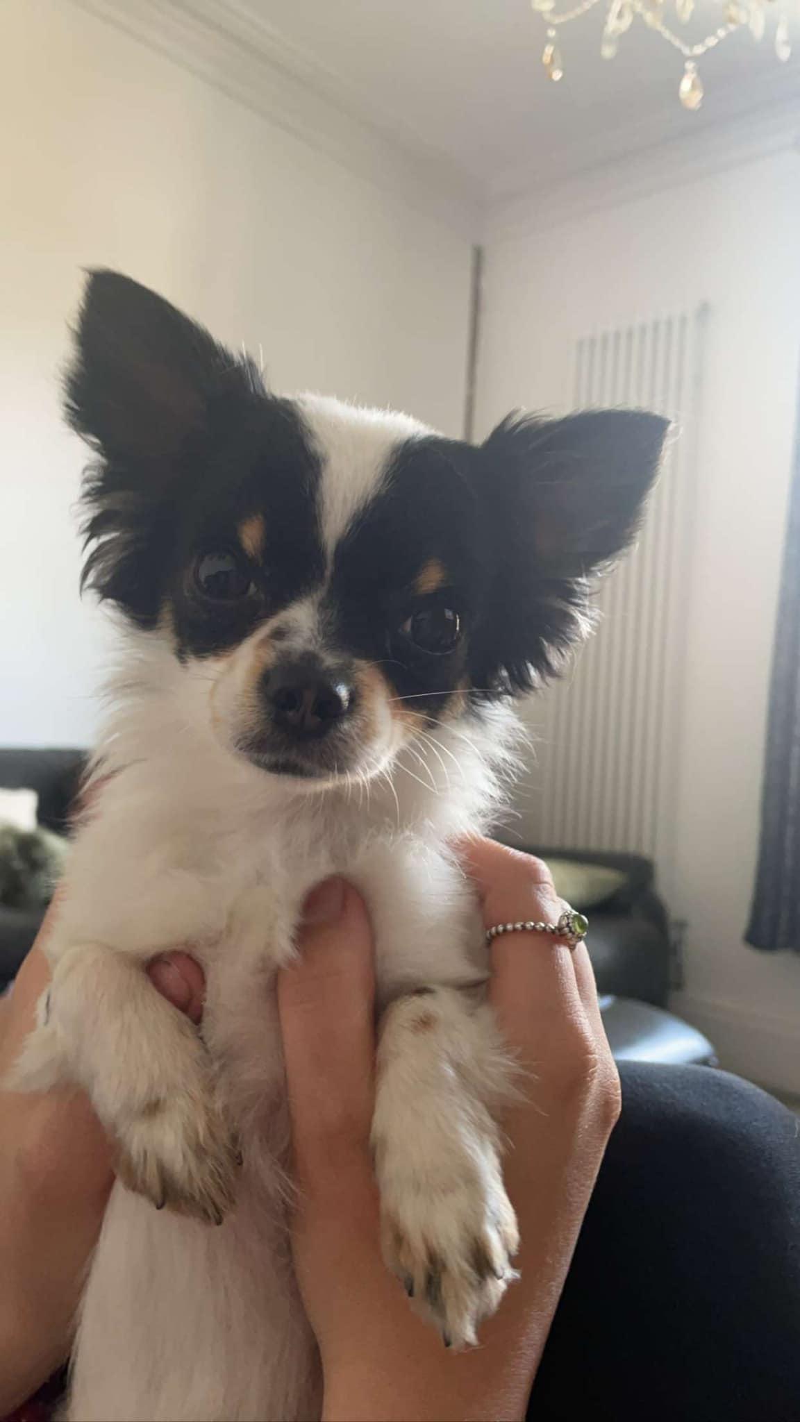 Meet Peanut | Scrolller