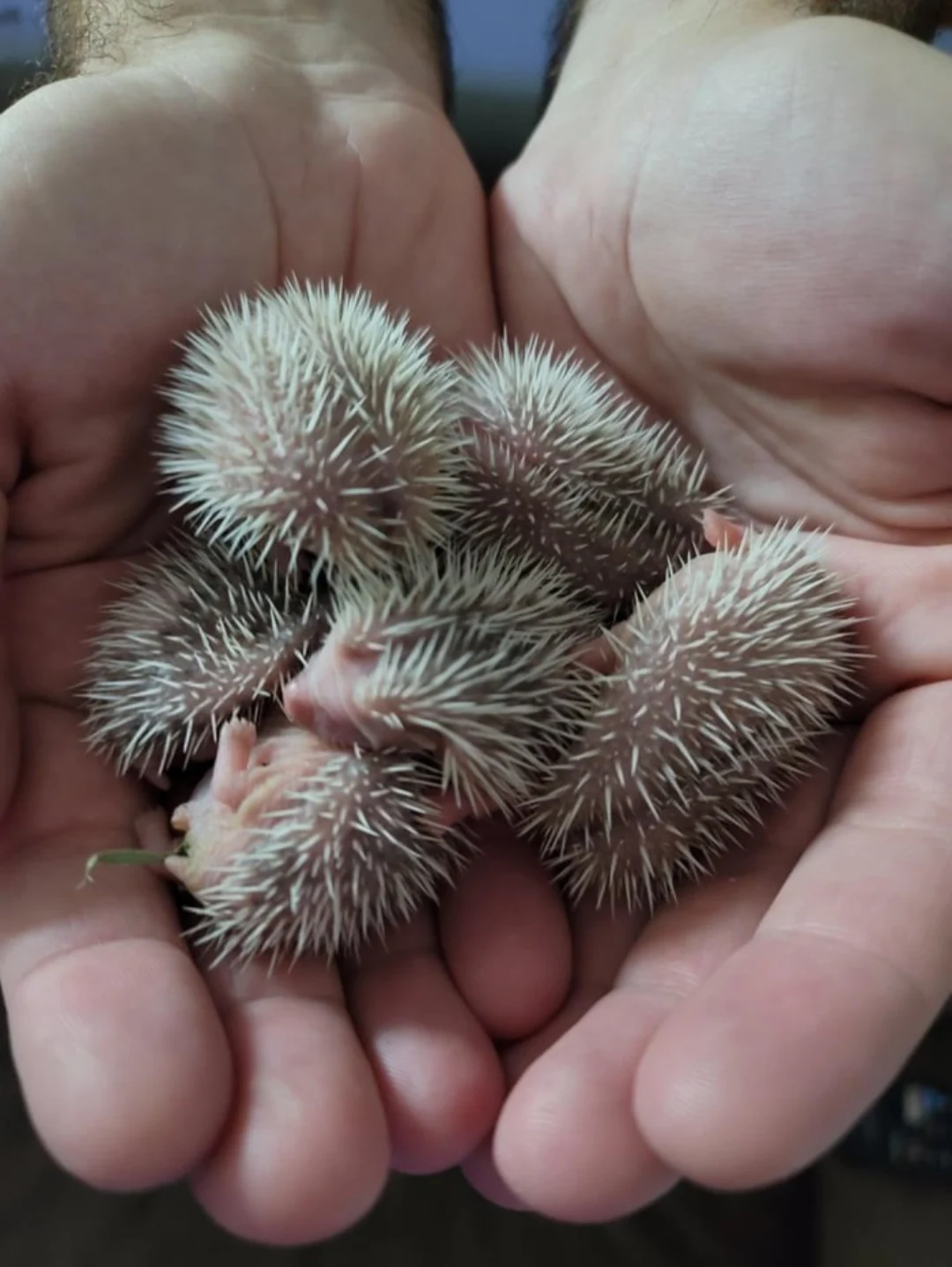 5 day old hedgehogs | Scrolller
