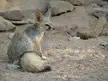 This Cute Fennec Fox 🦊 | Scrolller