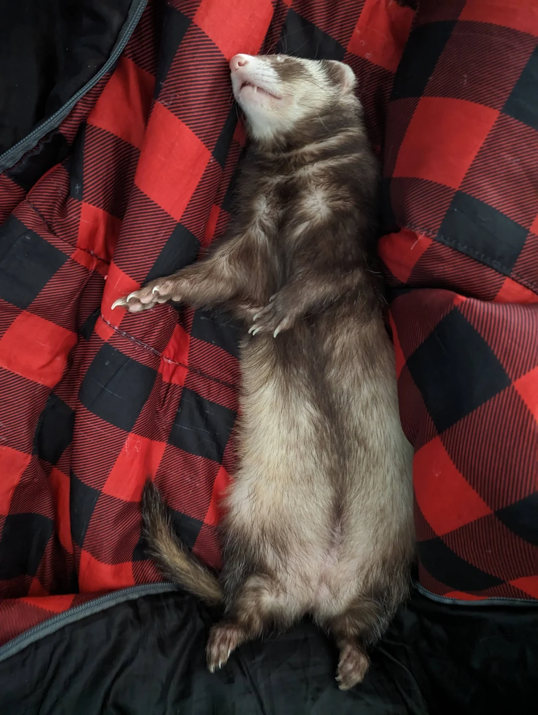 Anyone else ever get spooked by a weird sleeping position? :D | Scrolller