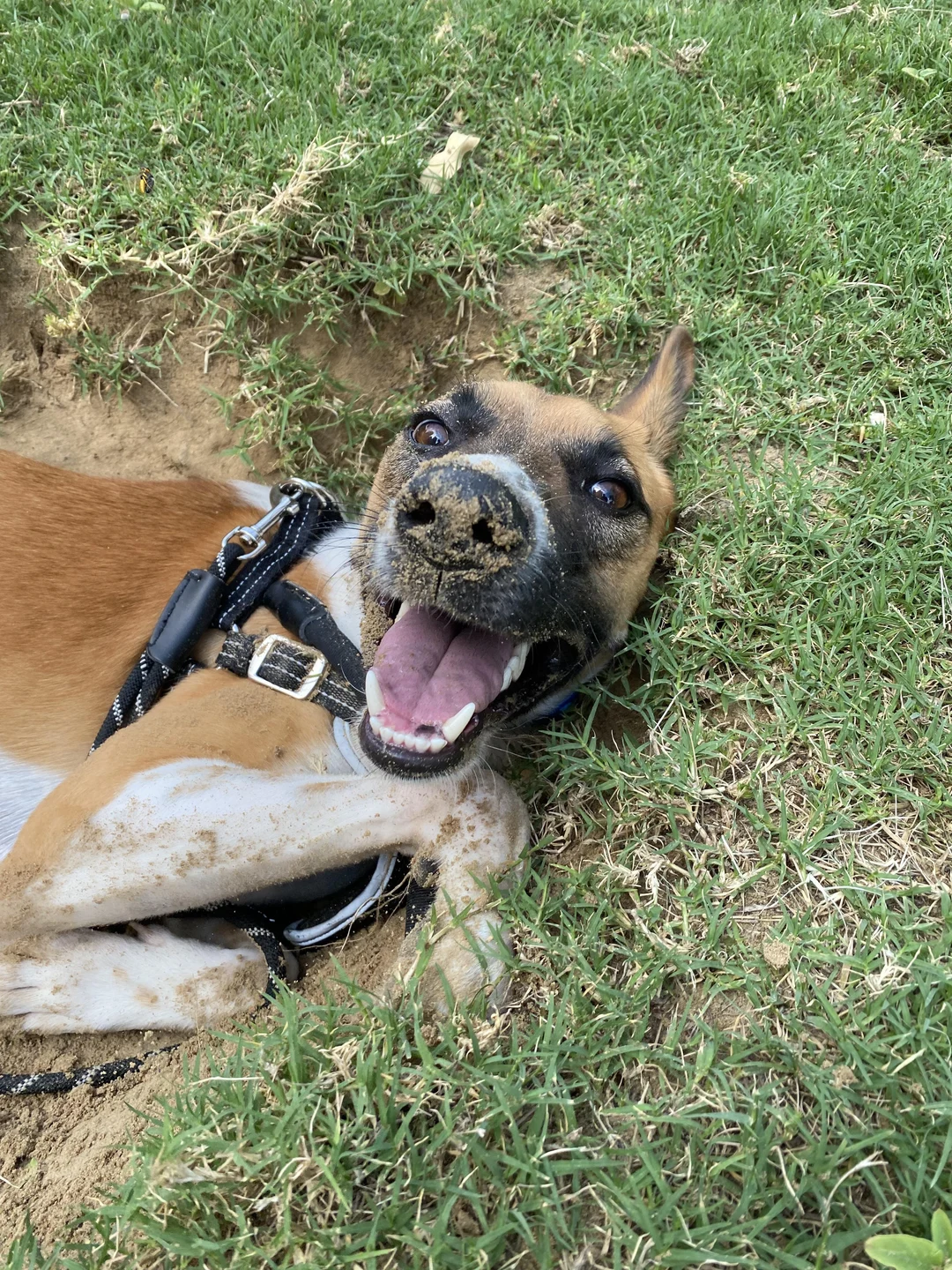 Nothing like a tumble in the mud | Scrolller