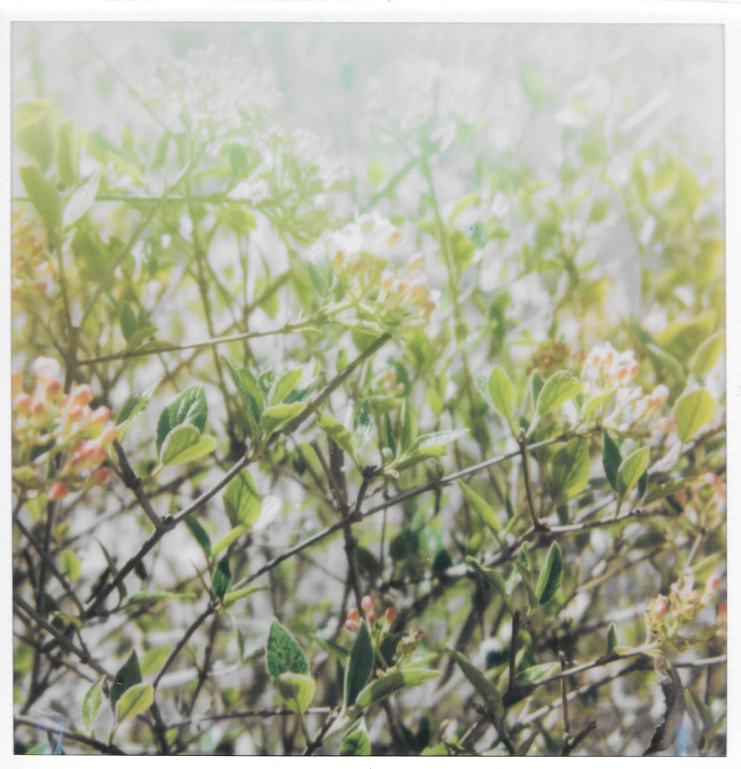 Some flowers. | Scrolller