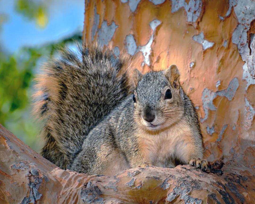 Sweet Mother Squirrel | Scrolller