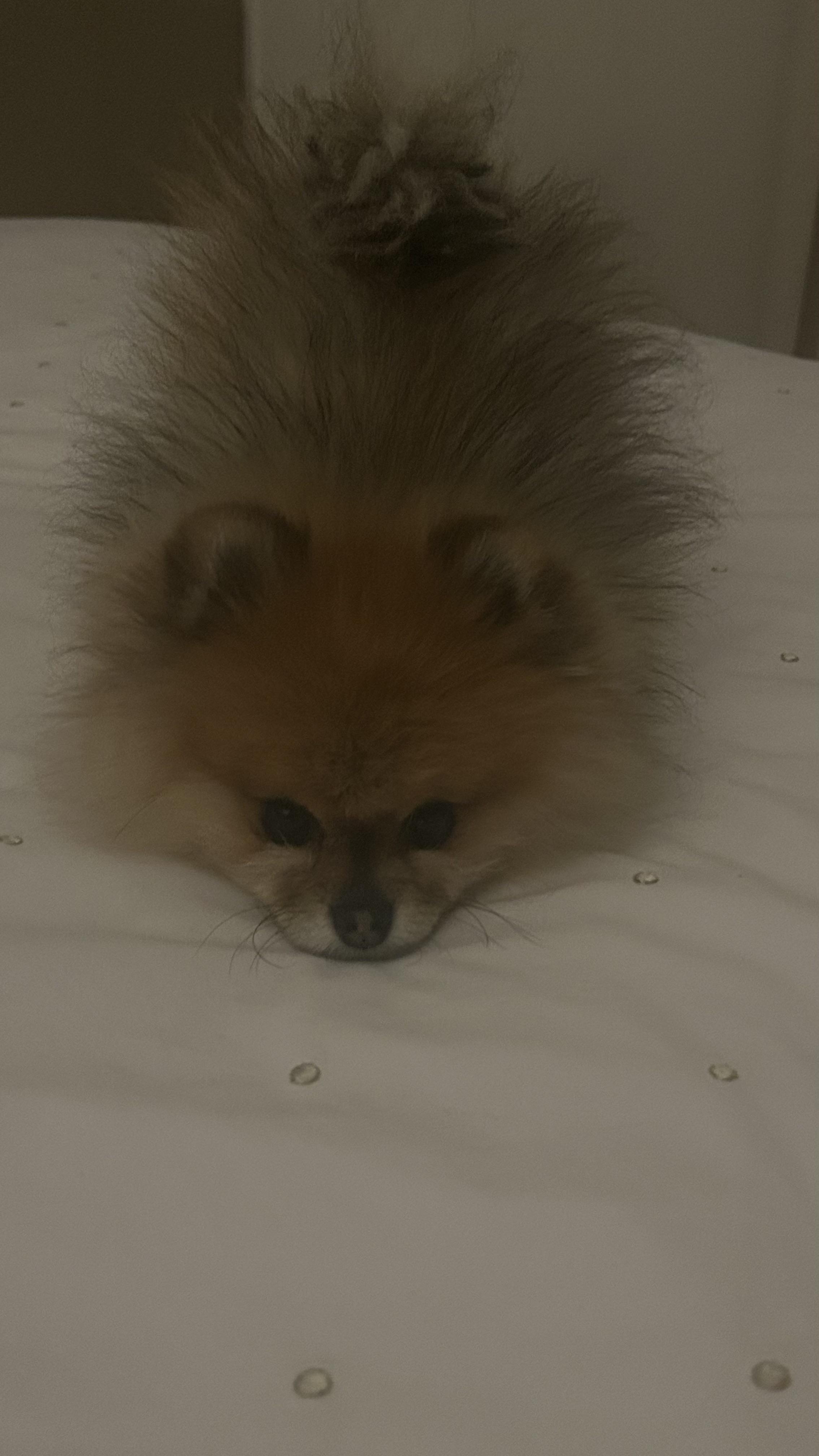 Eating His Vomit And Guarding It Scrolller
