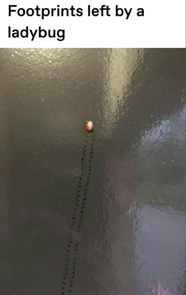 Tiny footprints in the sand | Scrolller