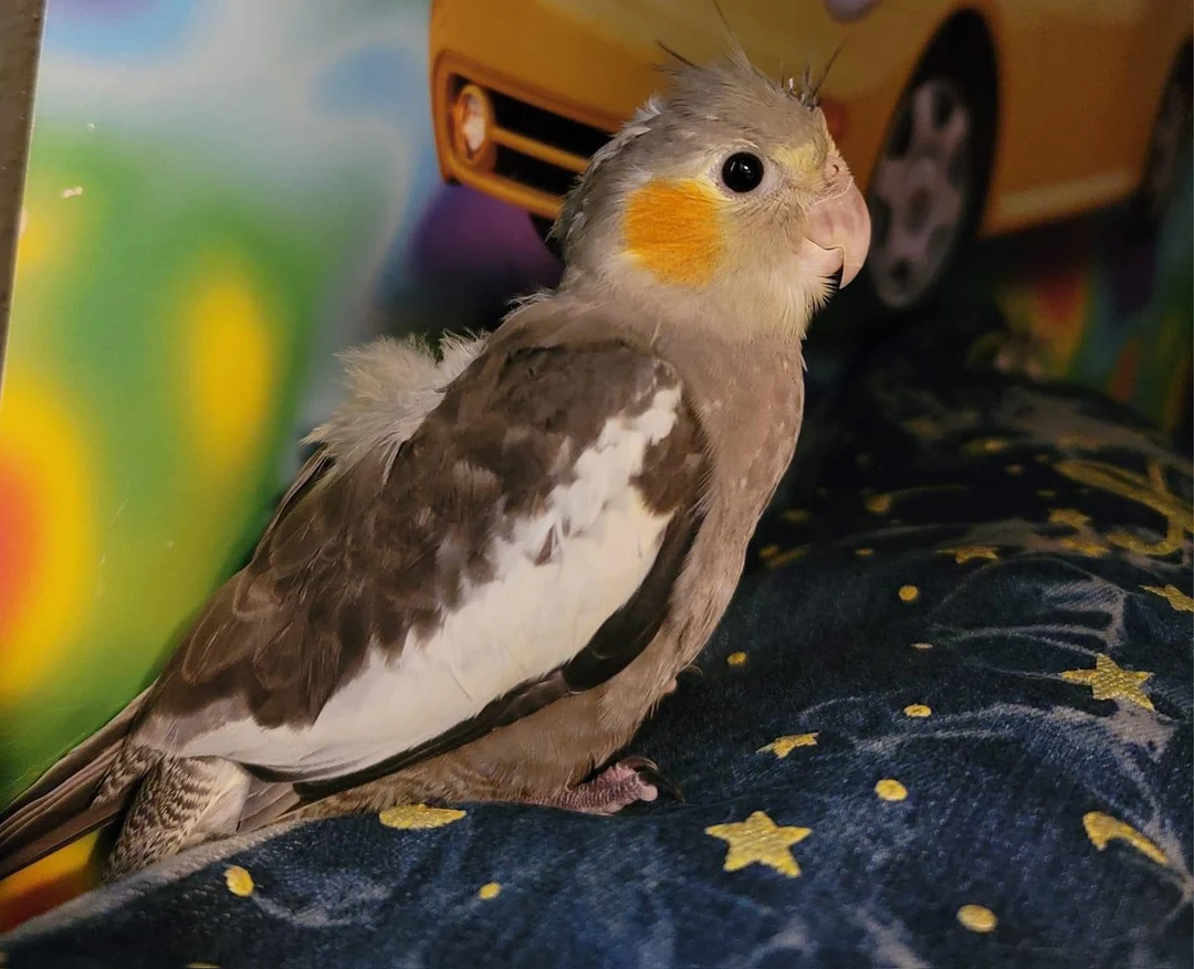 Meet my new baby Iris! | Scrolller