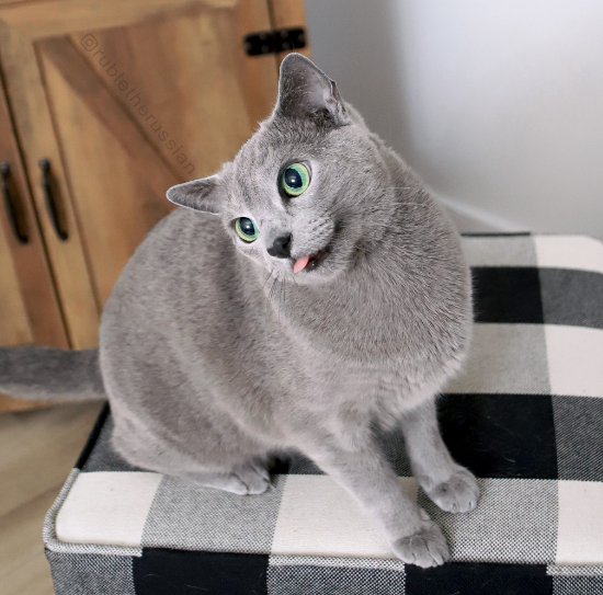 Adorable blep | Scrolller