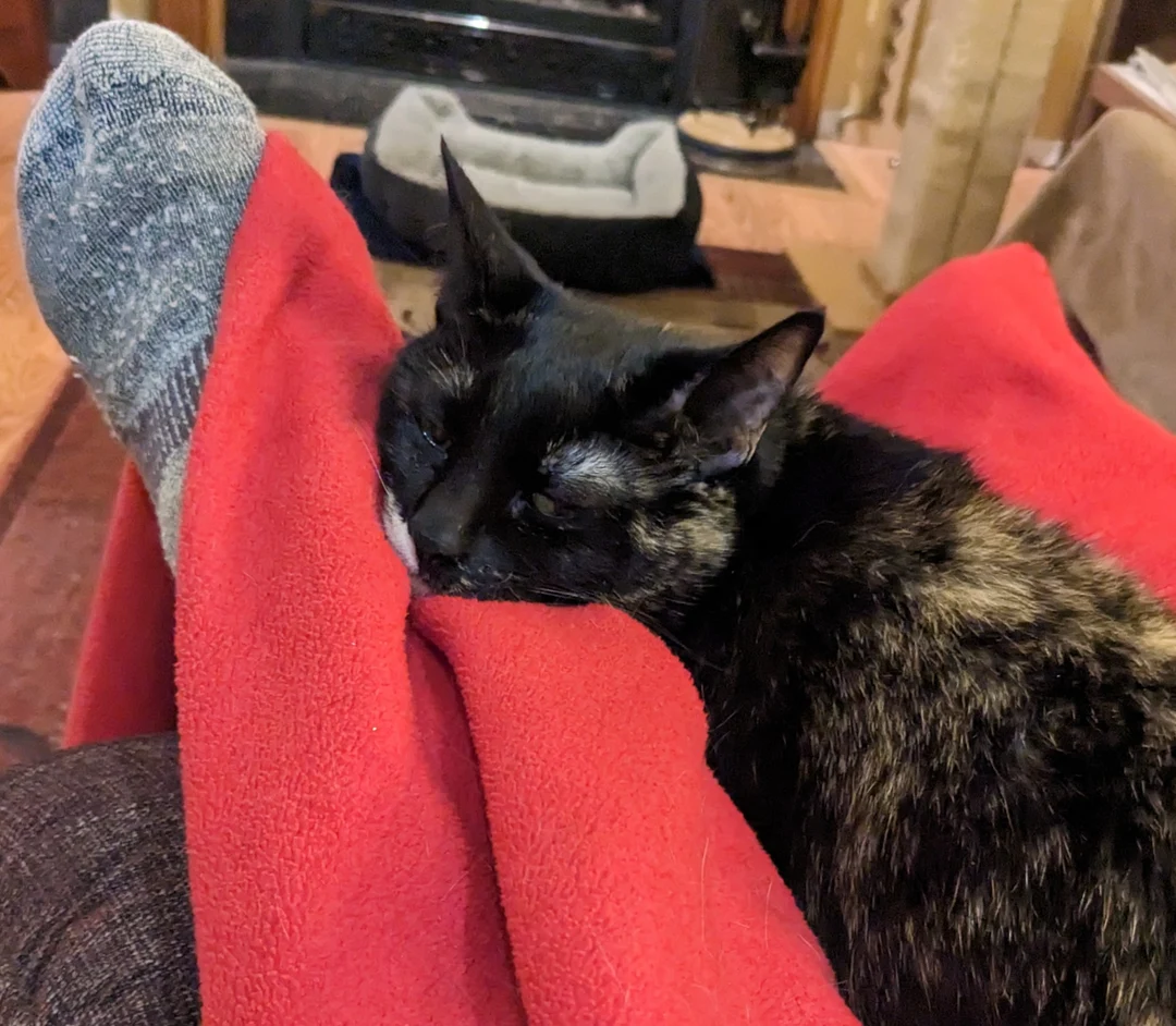 Smudge for Caturday | Scrolller