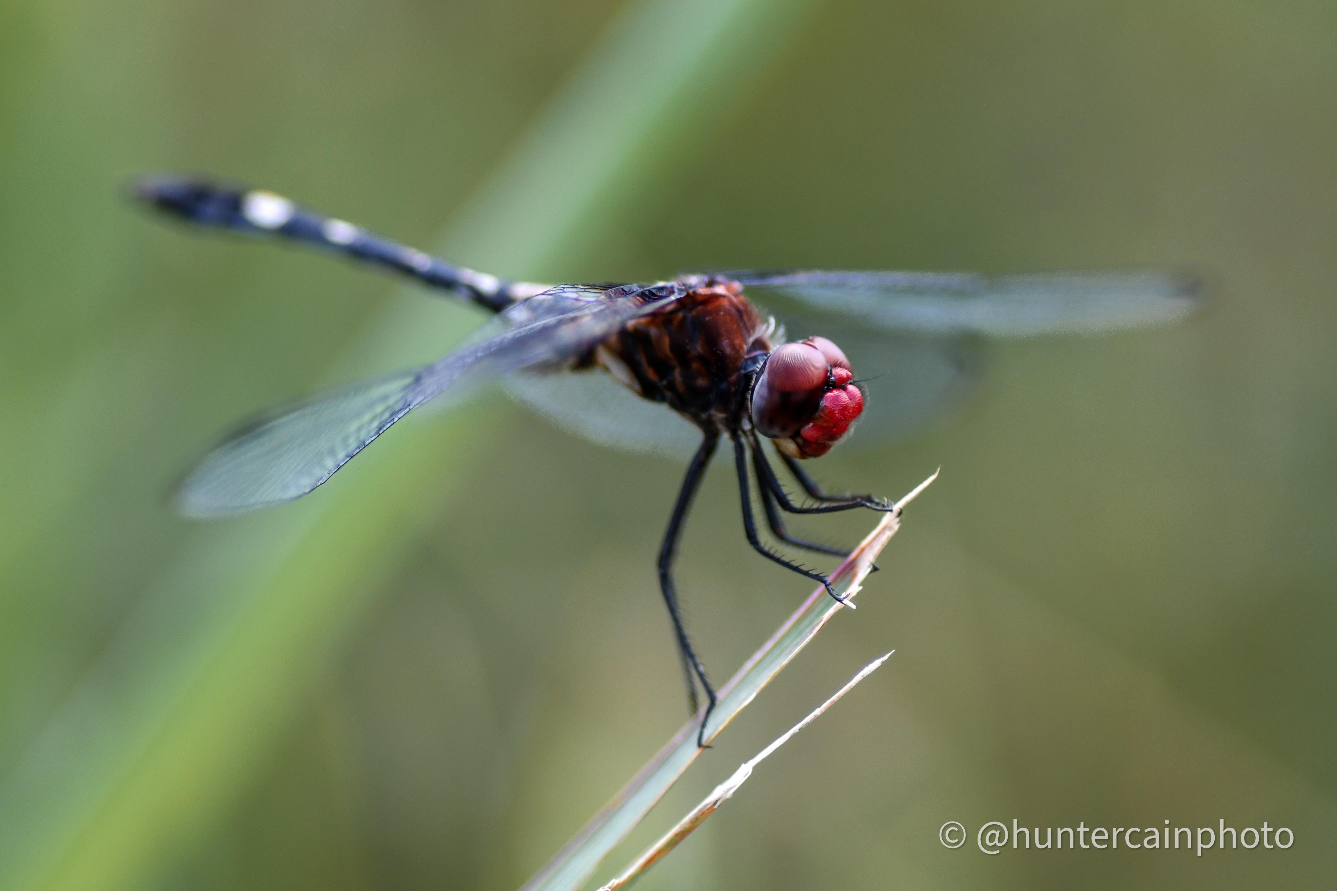 Checkered Setwing | Scrolller