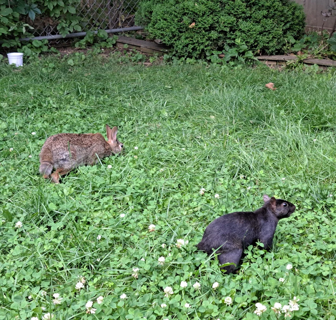 Discover more like Squirrels: Another dynamic duo. and Related Content | Scrolller