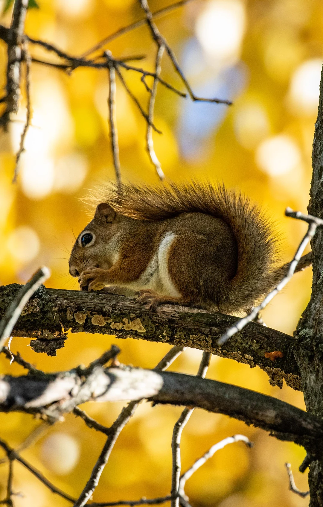 Lil red guy with some yellow leaves | Scrolller