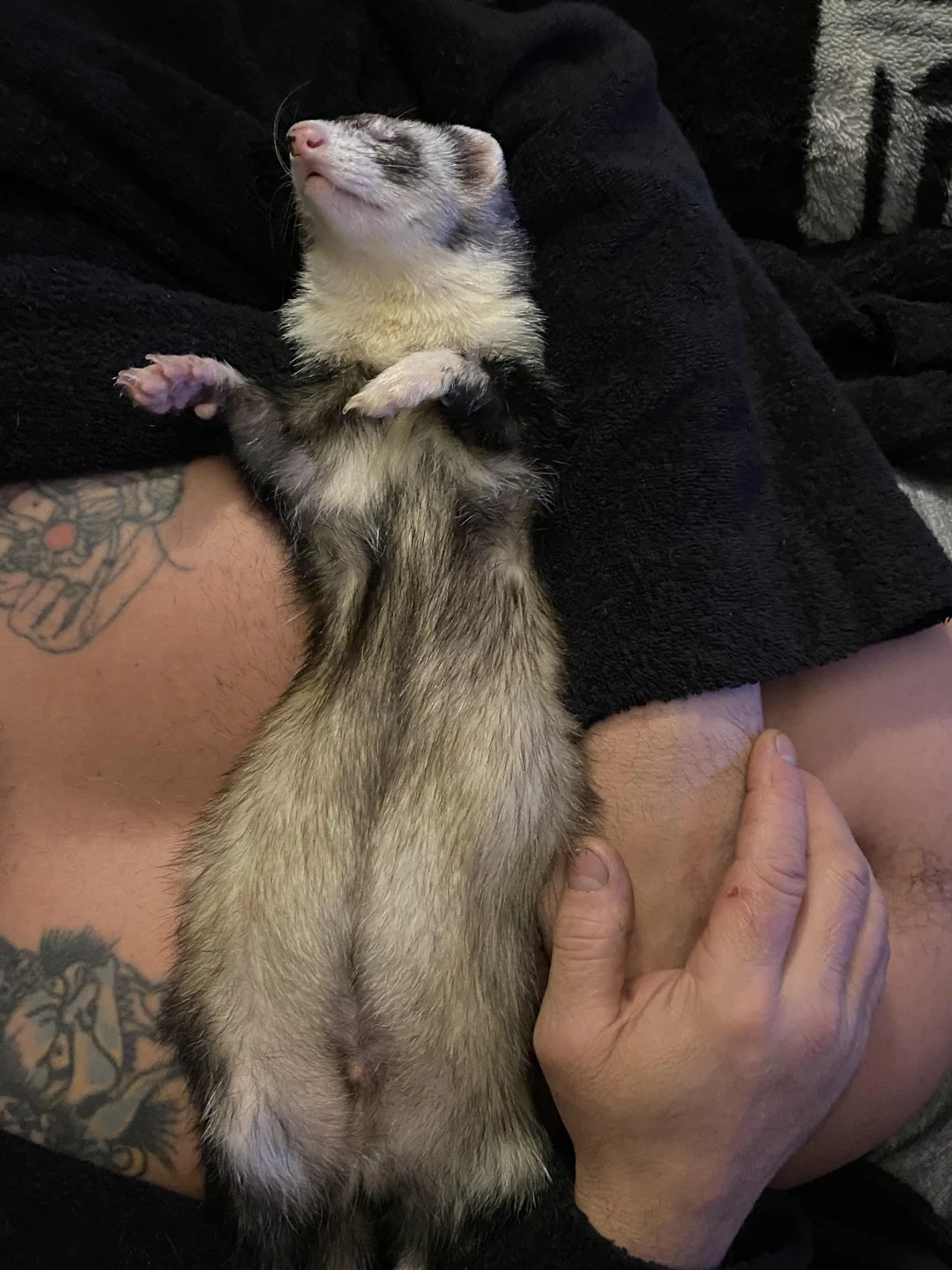 So fluffin tired | Scrolller