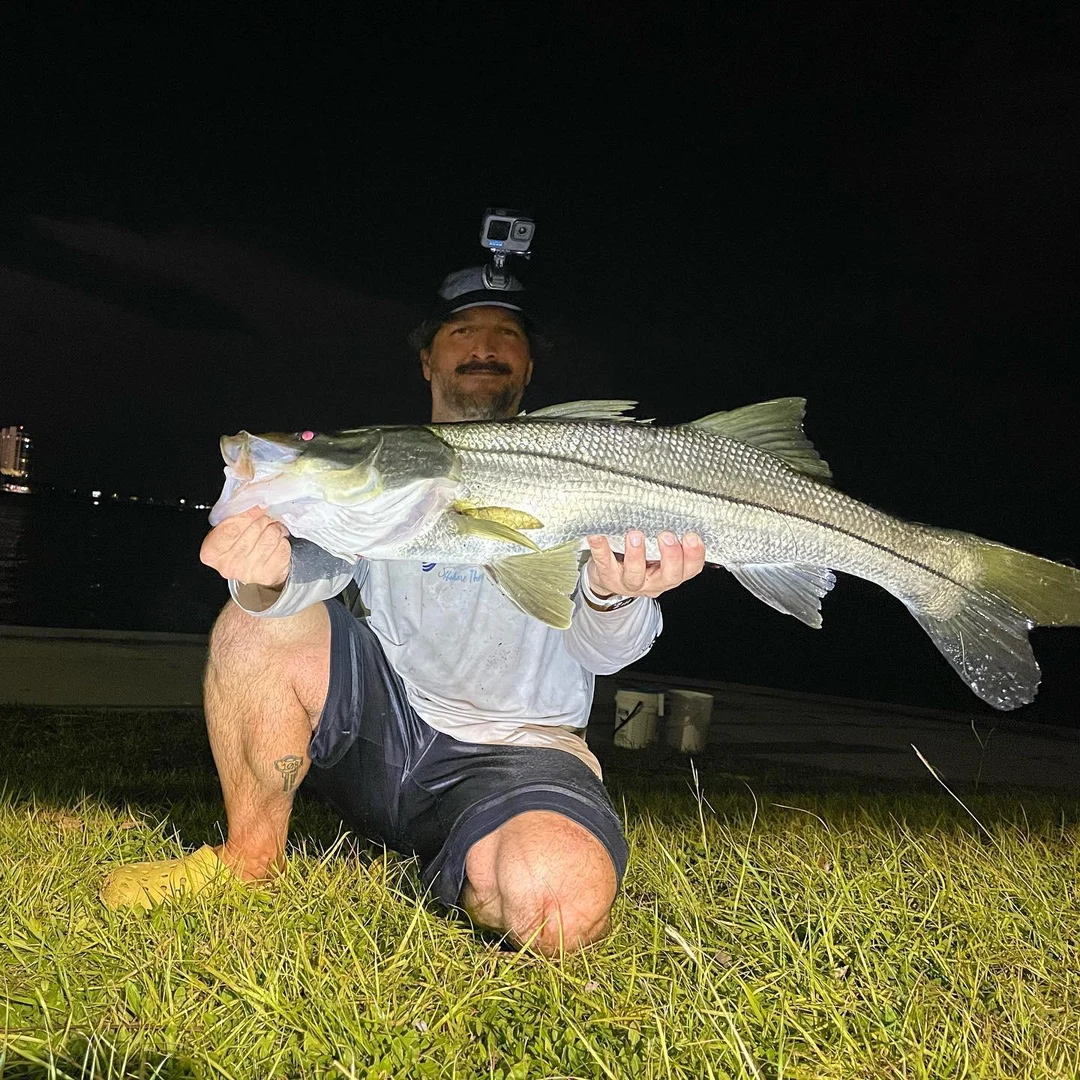Post-Hurricane Sarasota Snook | Scrolller
