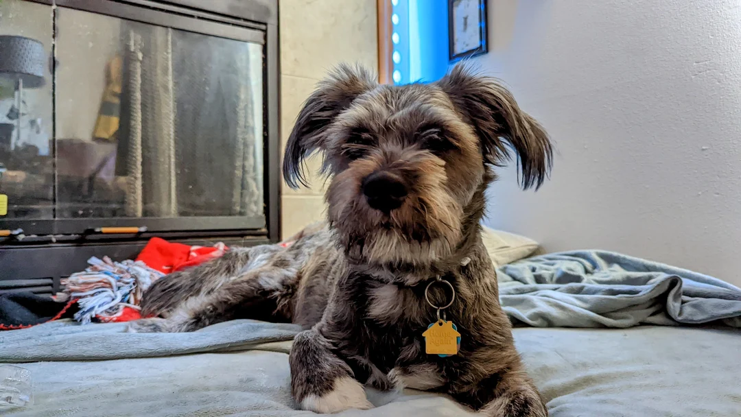 Chewbacca, his friends call him Chewy | Scrolller