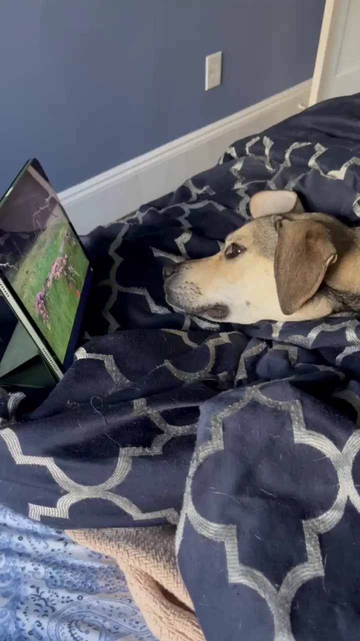 What is a step up from spoiled? | Scrolller