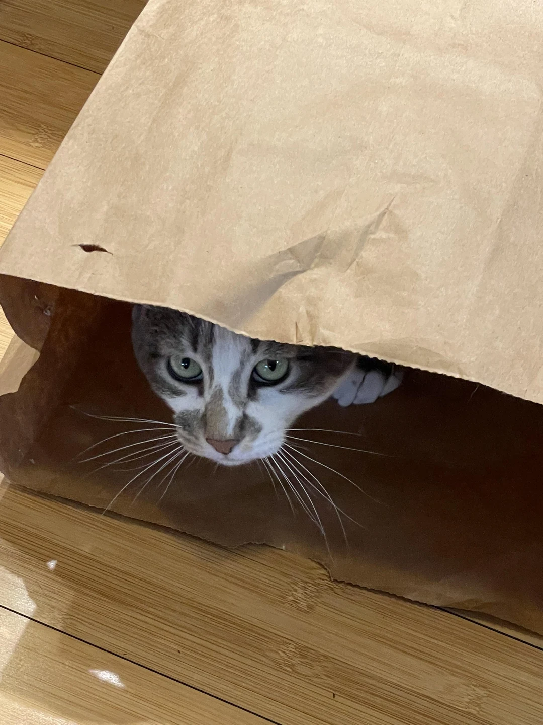 Bag trap | Scrolller