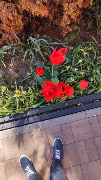 Interesting poppy leaf mutation | Scrolller