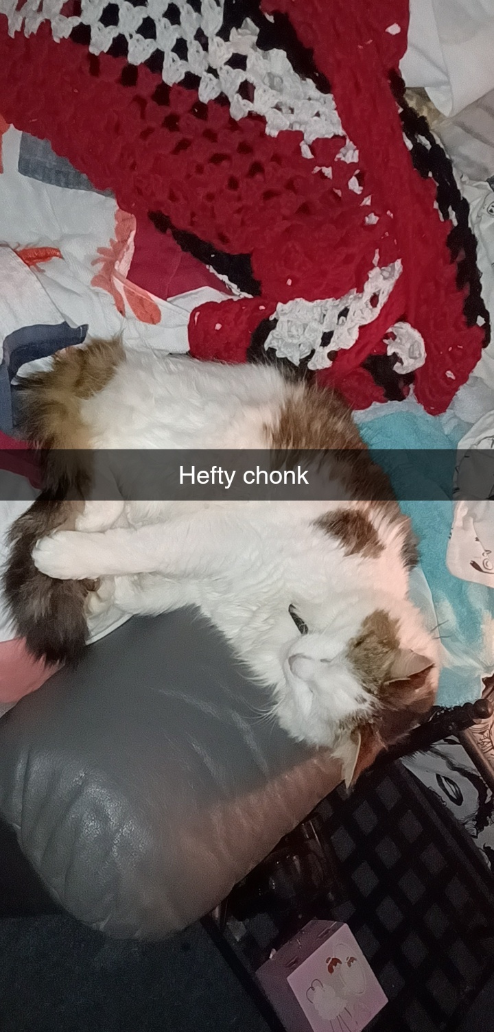 Big chungus taking a nap | Scrolller