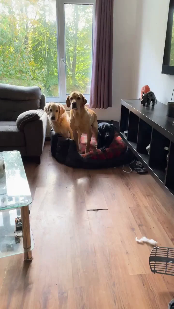 My Lab doesn’t wiggle just his tail when he’s excited, he’s a whole body wriggler! | Scrolller