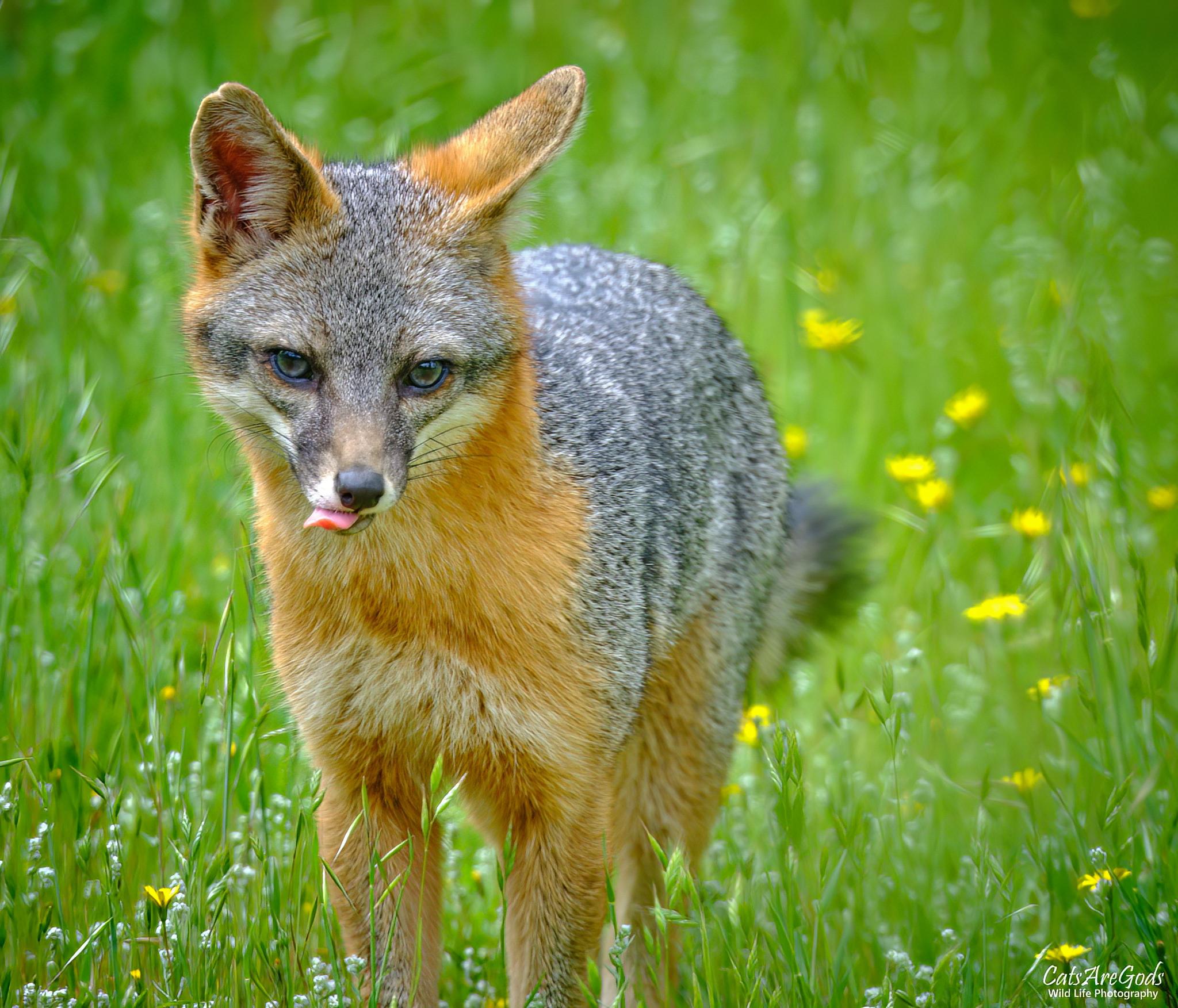 Discover more like Foxes: Gray fox kit [OC] and Related Content | Scrolller