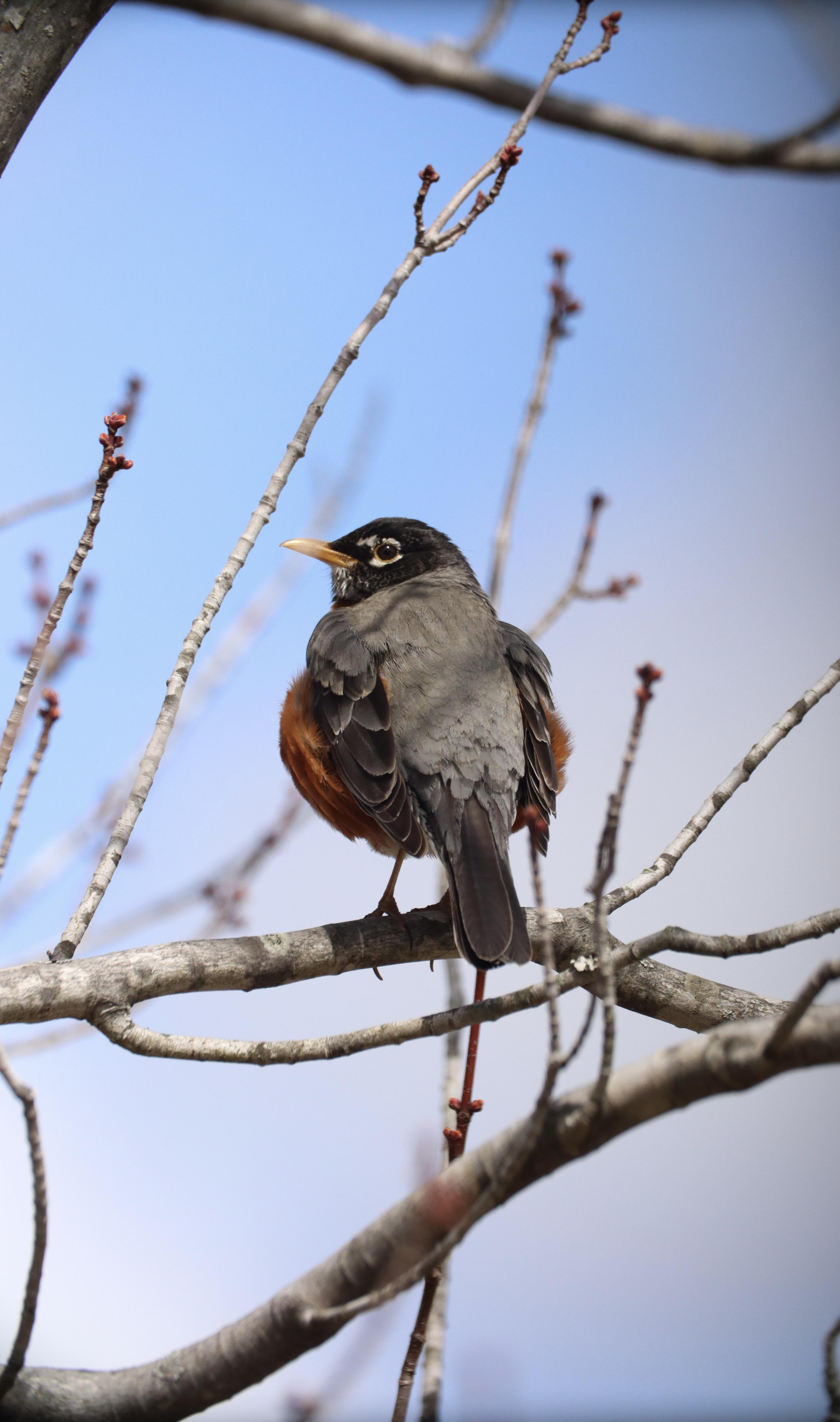 American Robin! | Scrolller