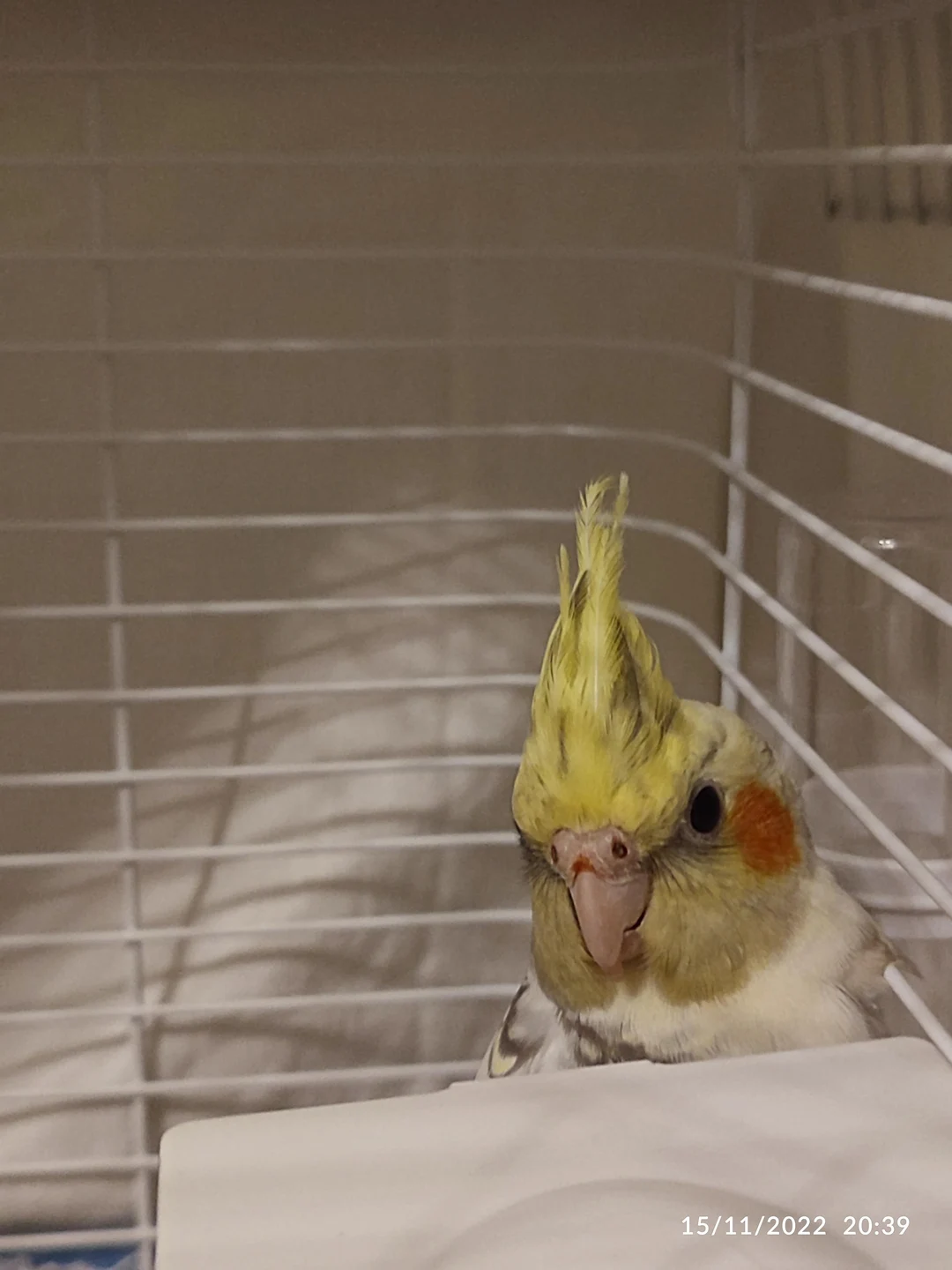UPDATE ABOUT MY COCKATIEL (check my last post for context) (more info in the comments) | Scrolller