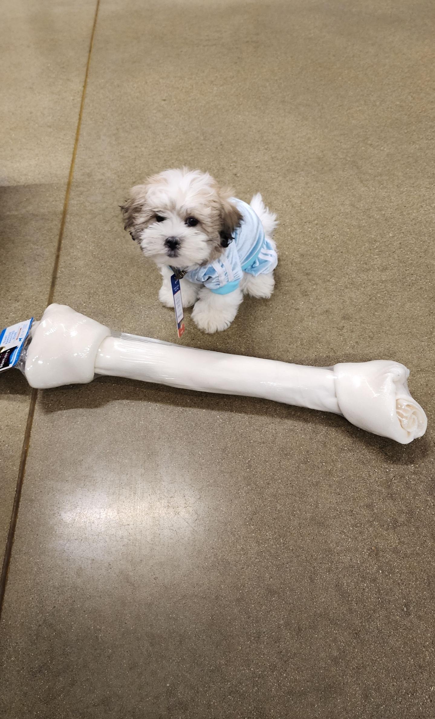 Meet Toby | Scrolller