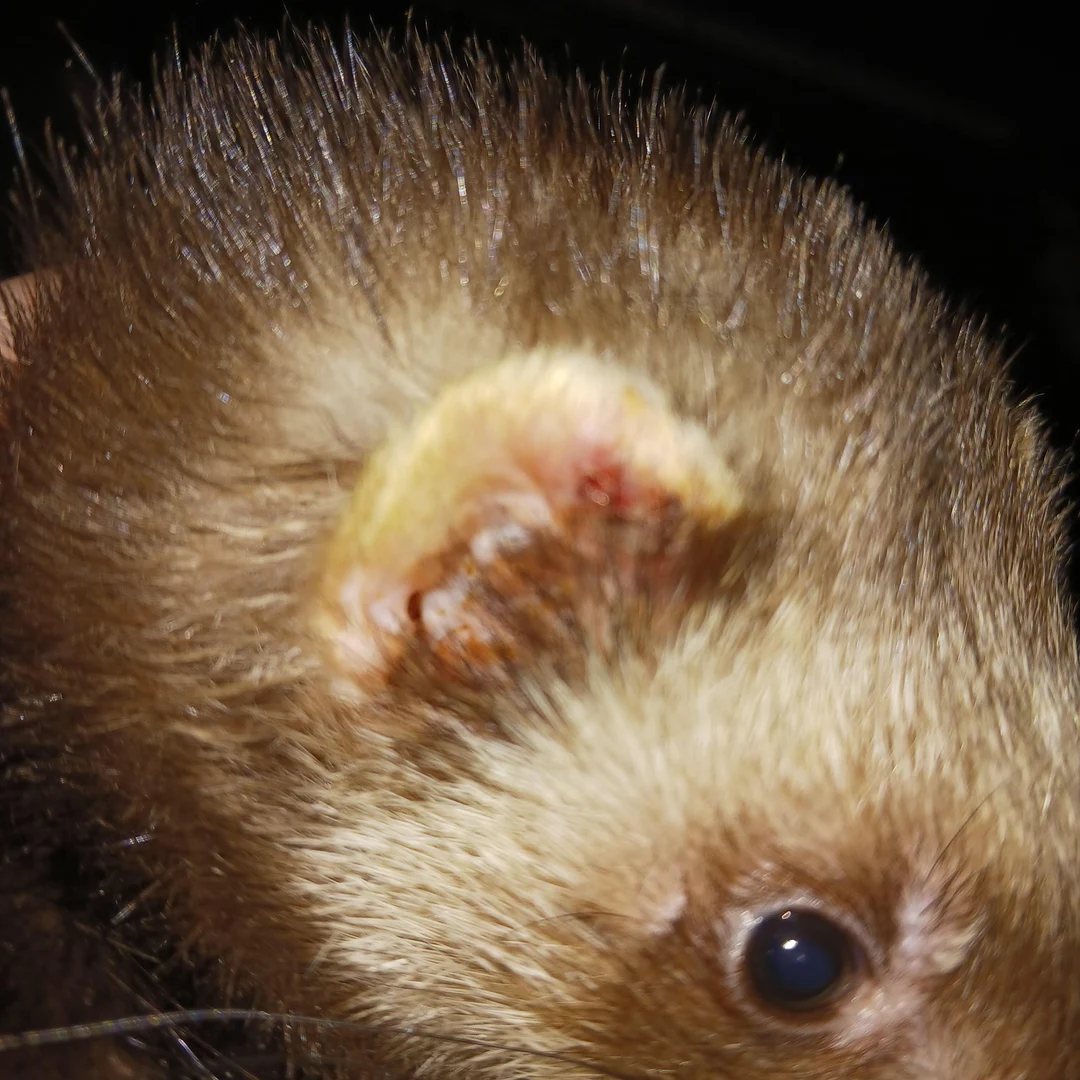 bloody ear problem | Scrolller