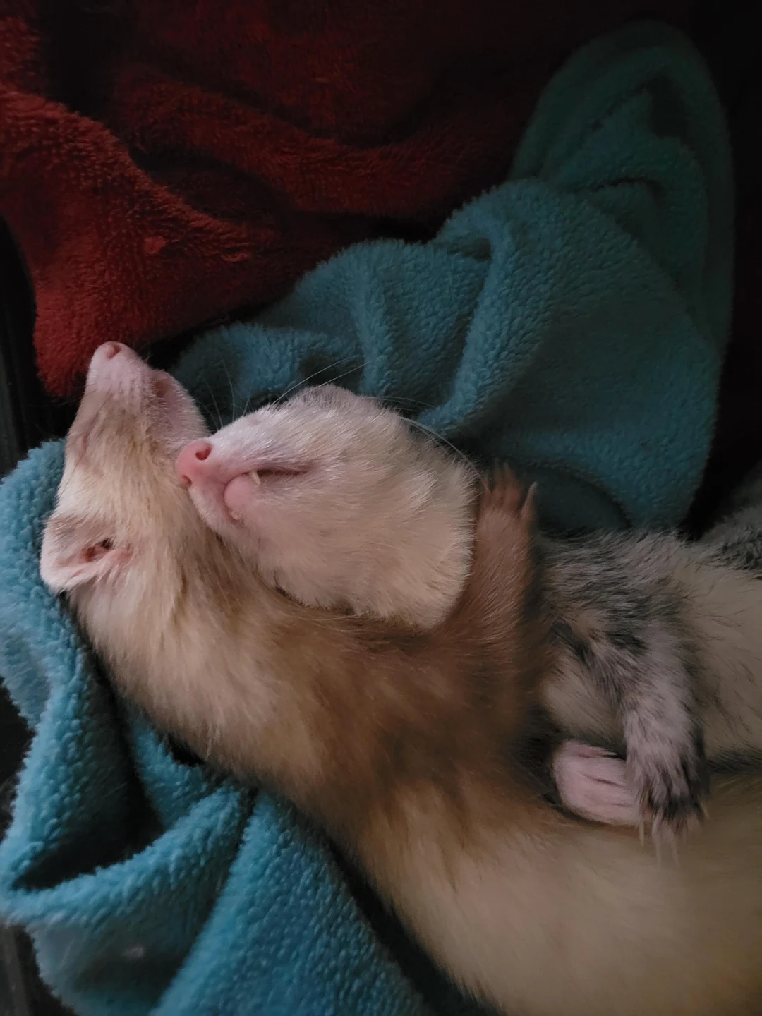 so much cuddle! | Scrolller