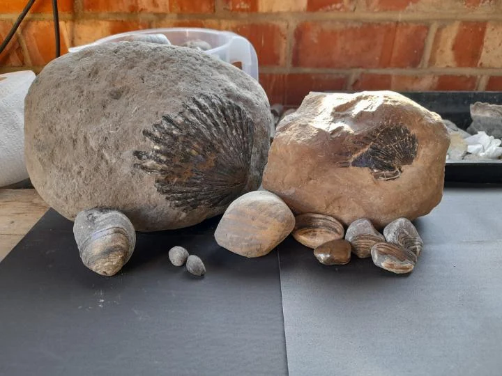 my little collection of holderness shells | Scrolller