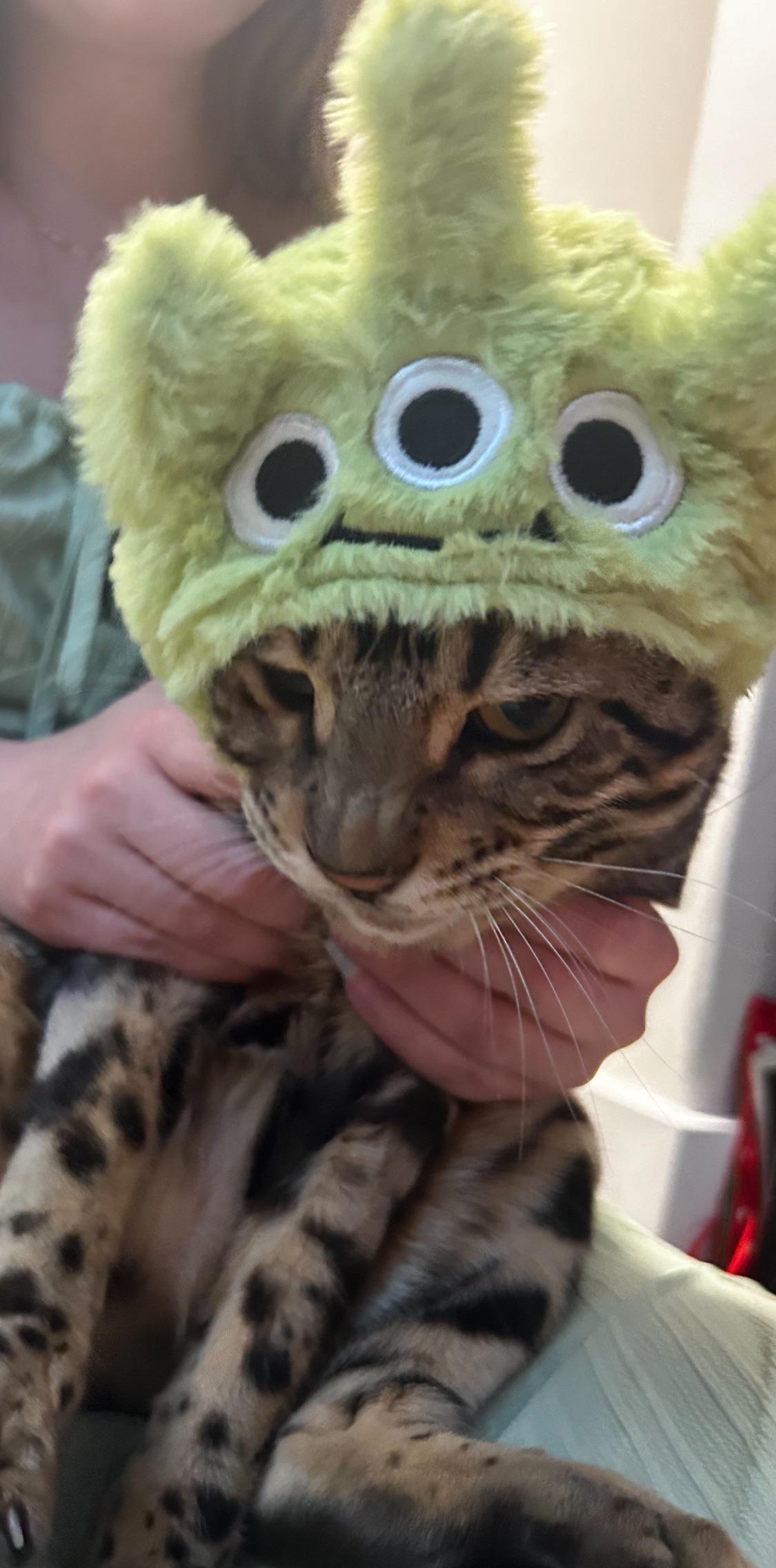 Yeah no, I’ve awoken an ancestral rage. | Scrolller