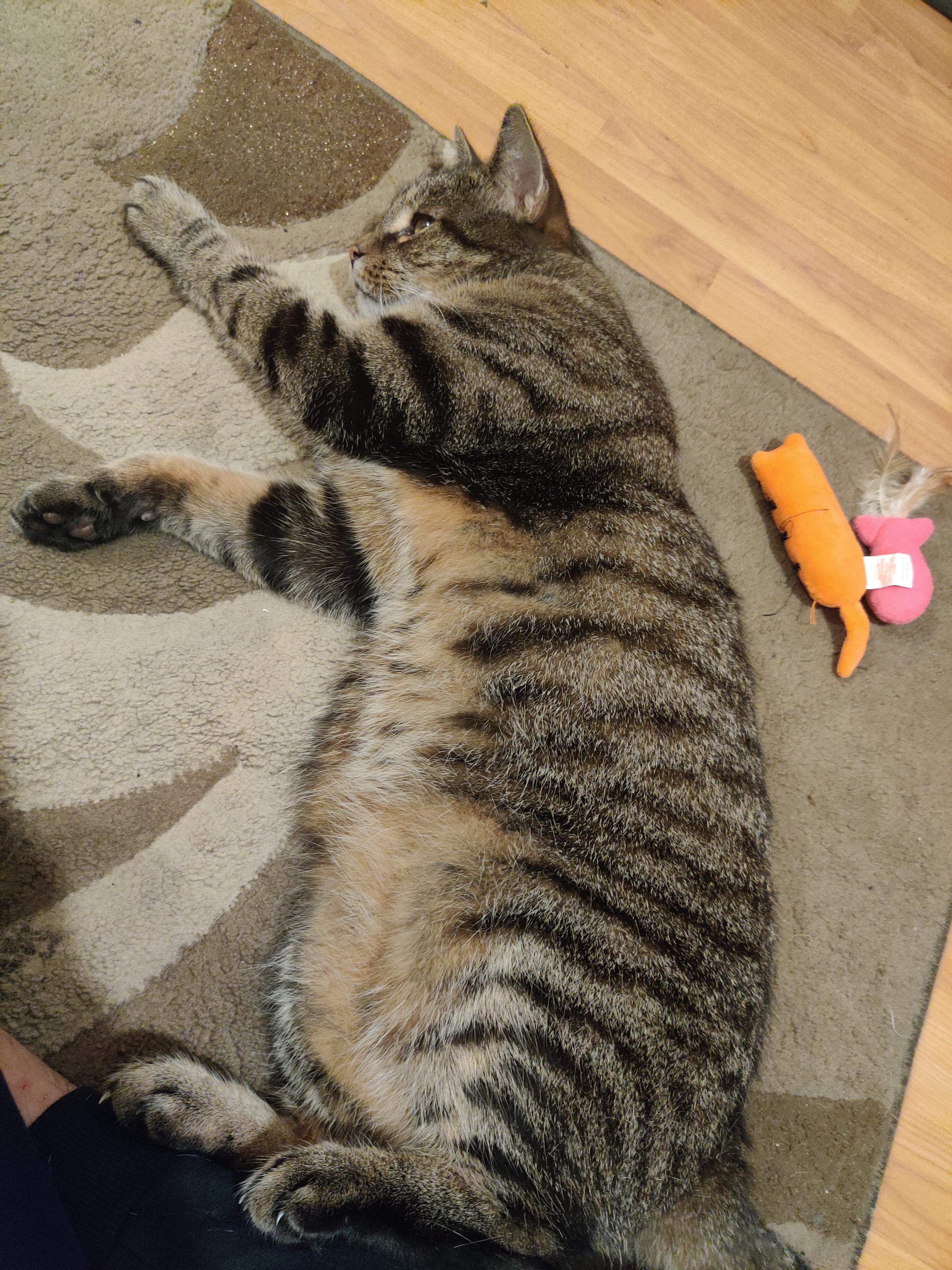 Feline contentment looks like this... | Scrolller