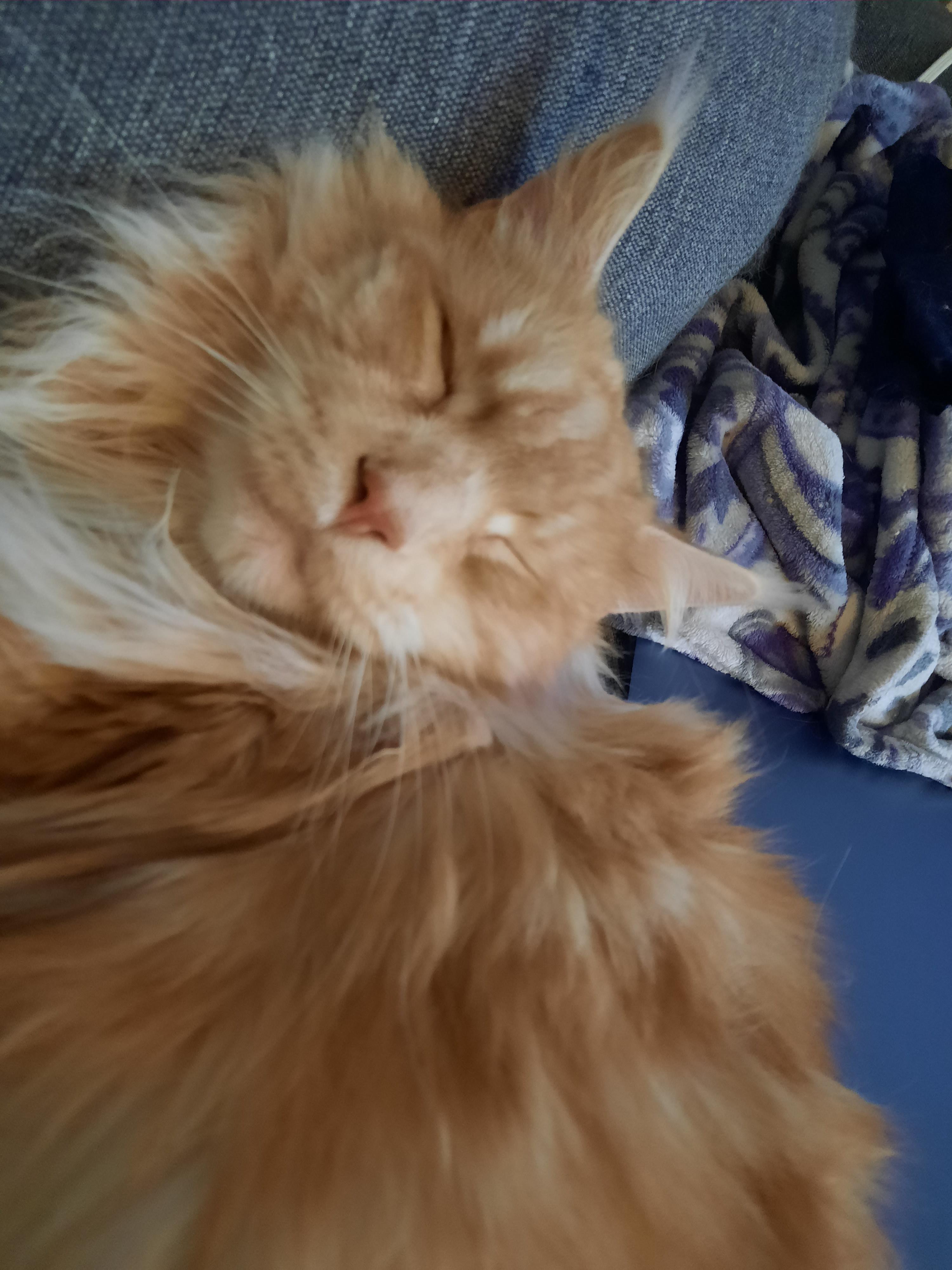 Snuggly morning with my boy Percy 💜 | Scrolller